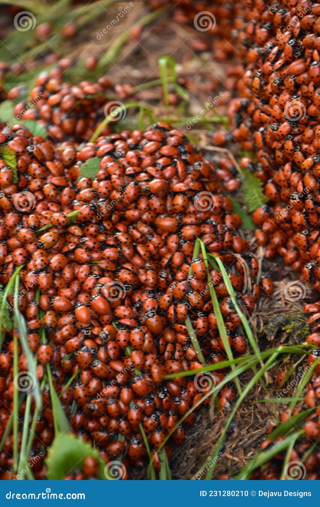 Infestations of Red Lady Bugs Crawling in the Wild Stock Photo - Image ...
