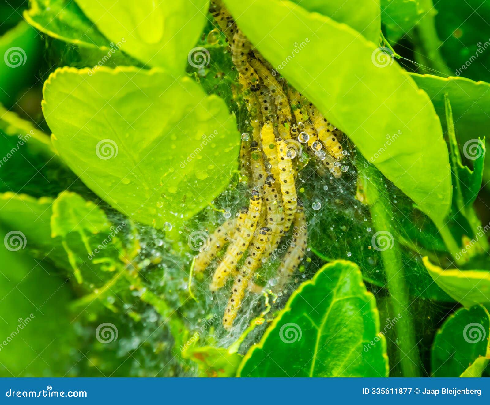 Infested Box Wood, Larvae of the Box Wood Moth, Buxus Web Nest Stock ...