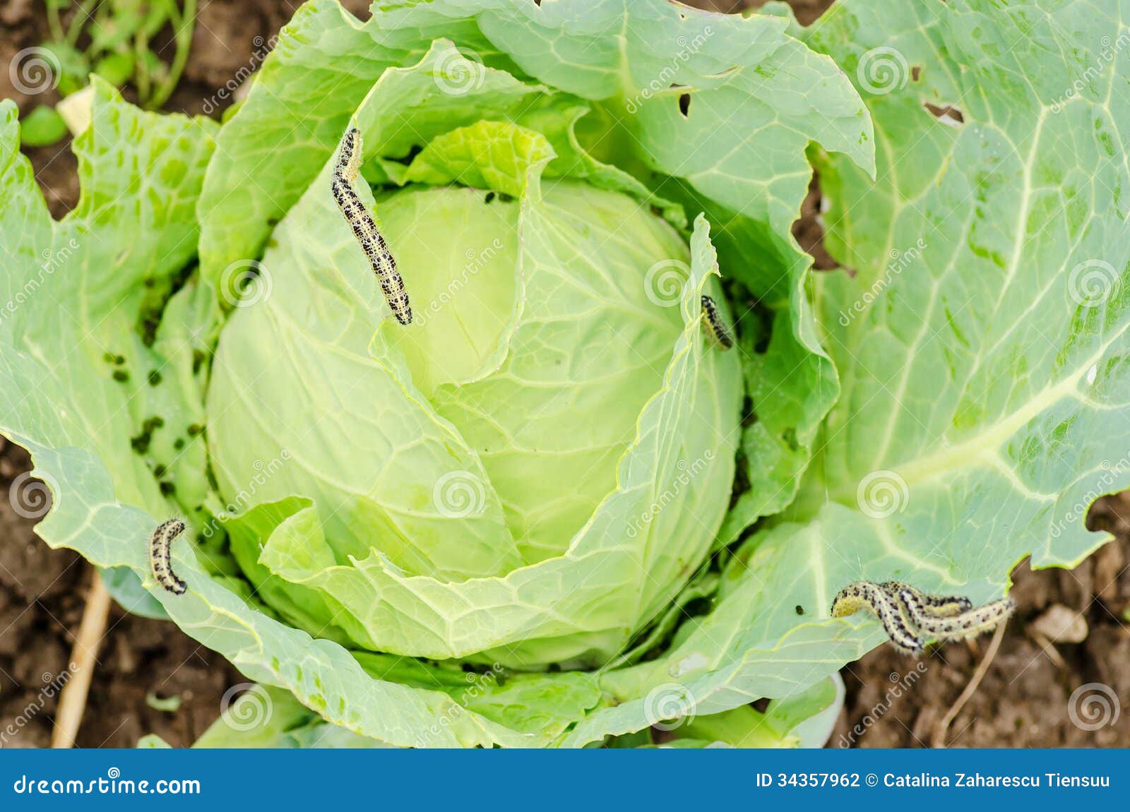 Infested cabbage stock photo. Image of butterfly, insect - 34357962