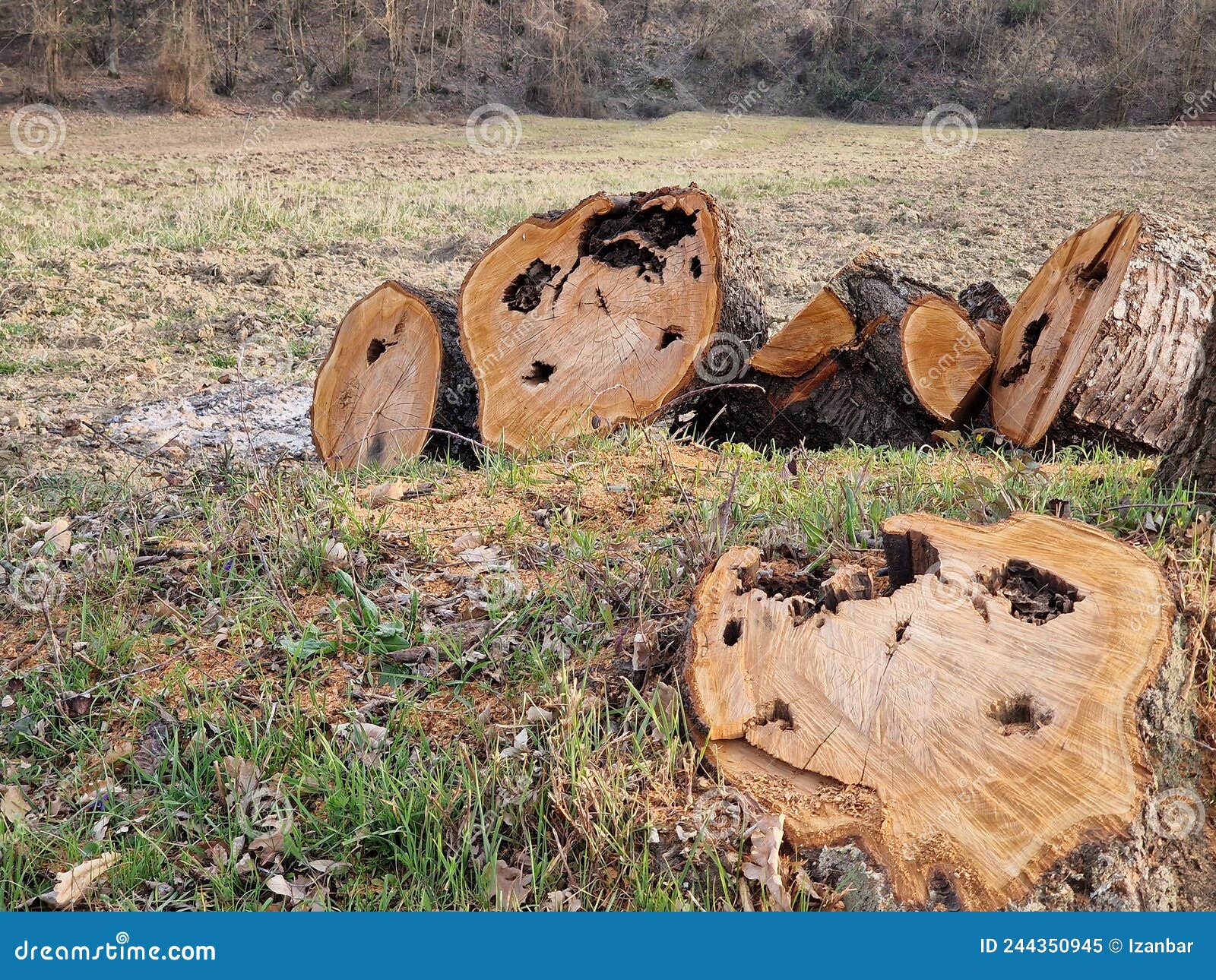 Infested Diseased Tree Cutted Log Trunk Stock Image - Image of macro ...
