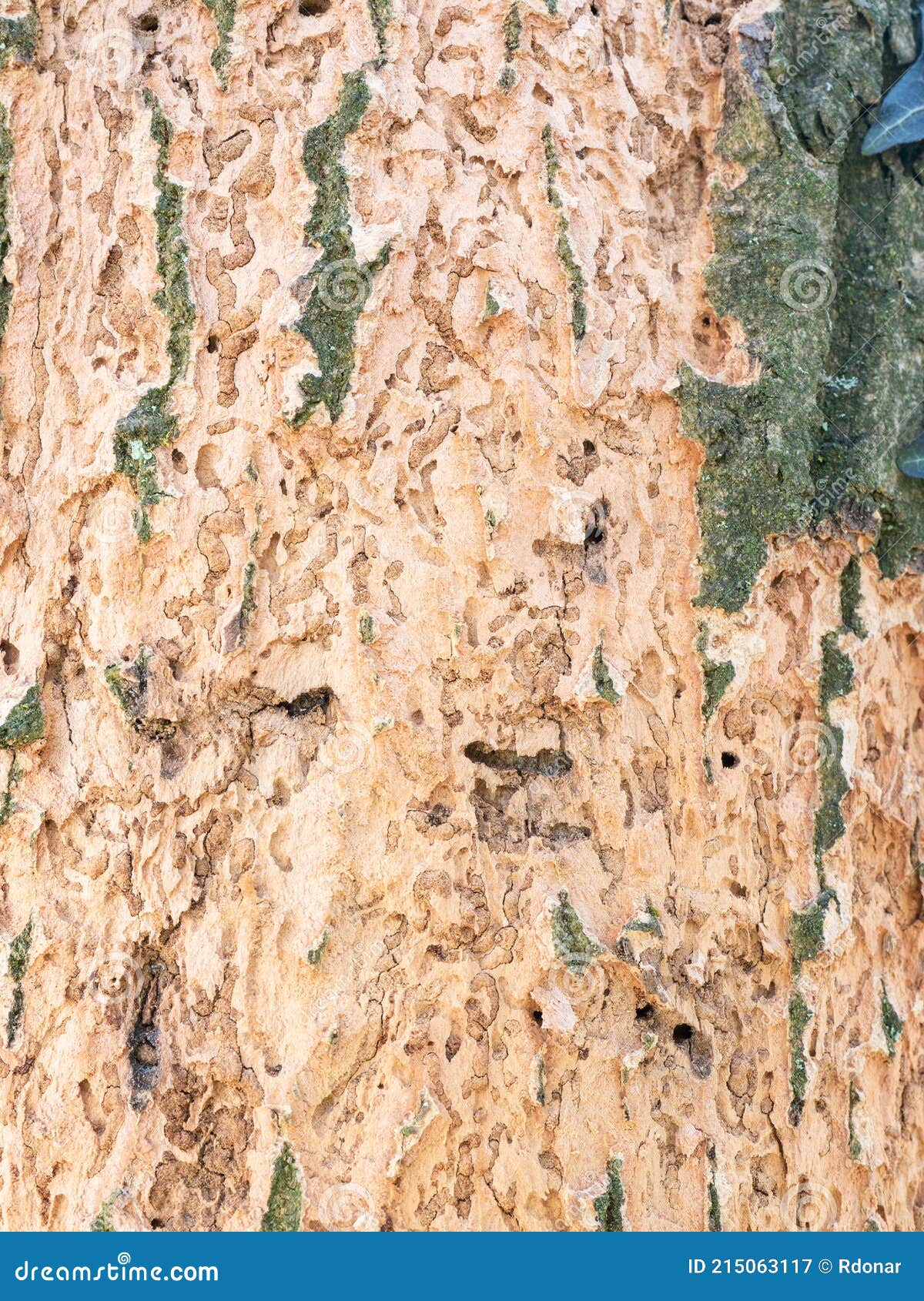 Infested Dying Tree in a Oak Forest. Barkless Deciduous Tree Stock ...