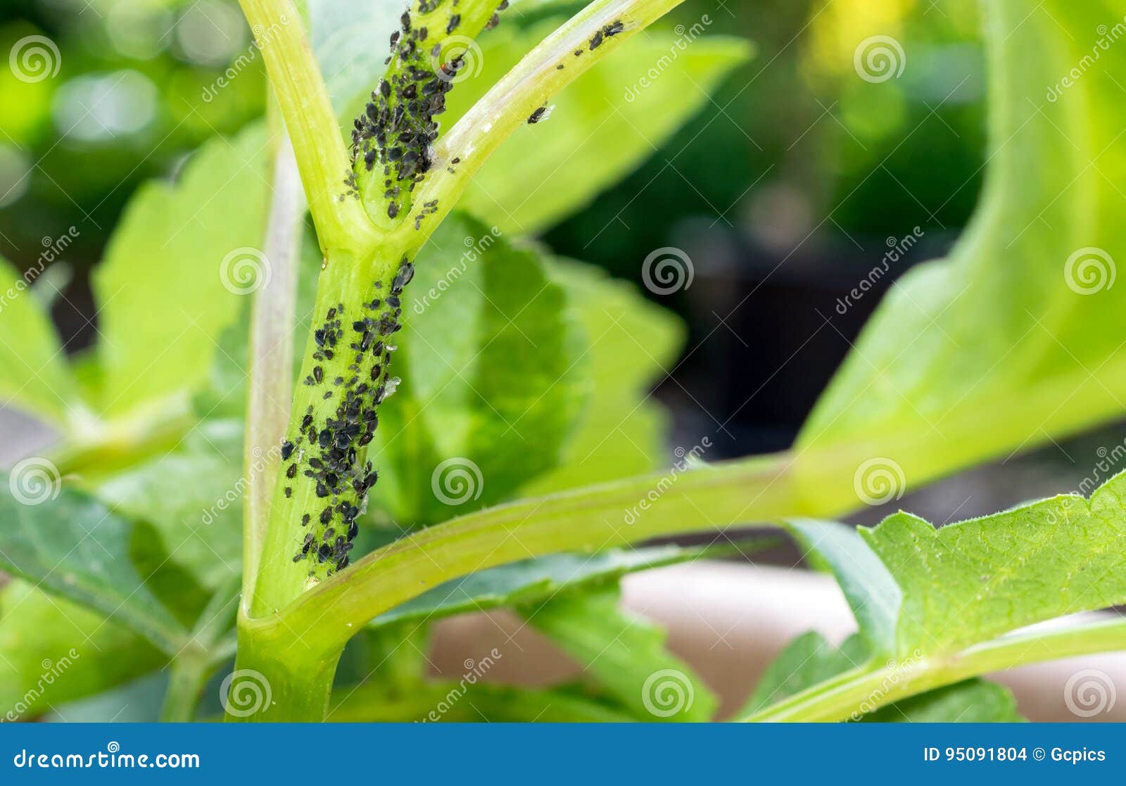 Infested garden plant stock photo. Image of macro, control - 95091804