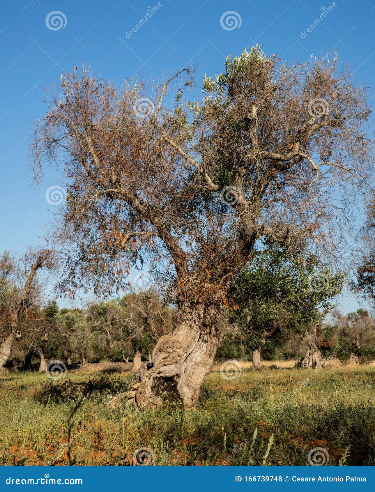 Infested Olive Trees Bacterium Xylella Fastidiosa, Salento, South Italy ...