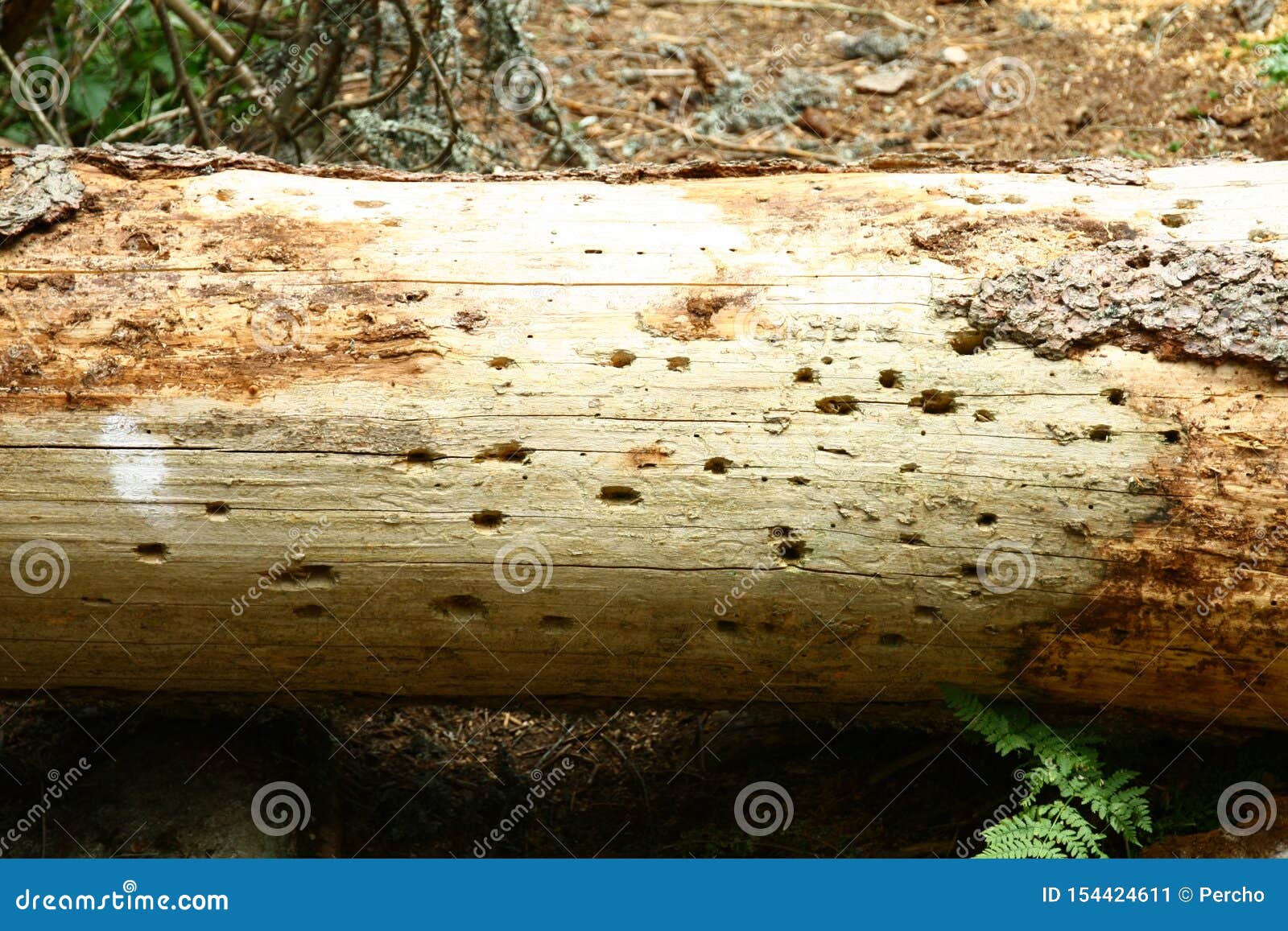 Infested tree stock image. Image of forest, infested - 154424611