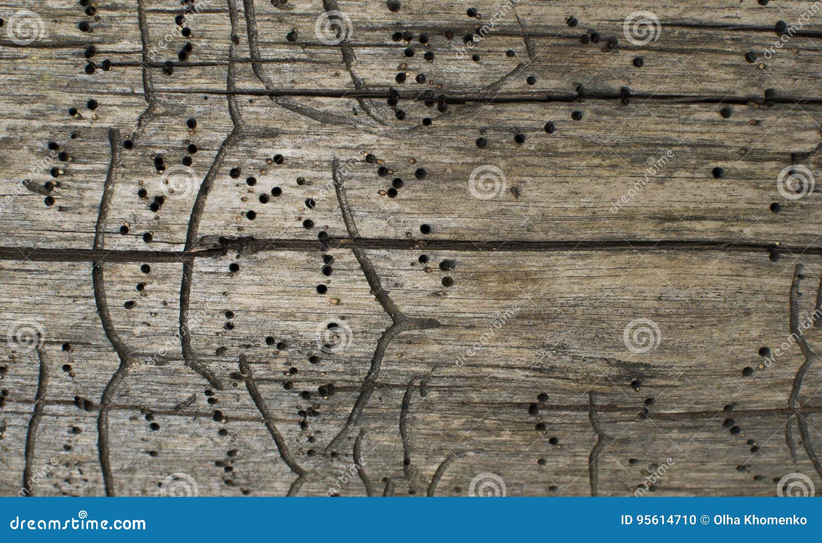 Infested Wood Texture. Wood Texture of Dried Tree Trunk with Hole ...