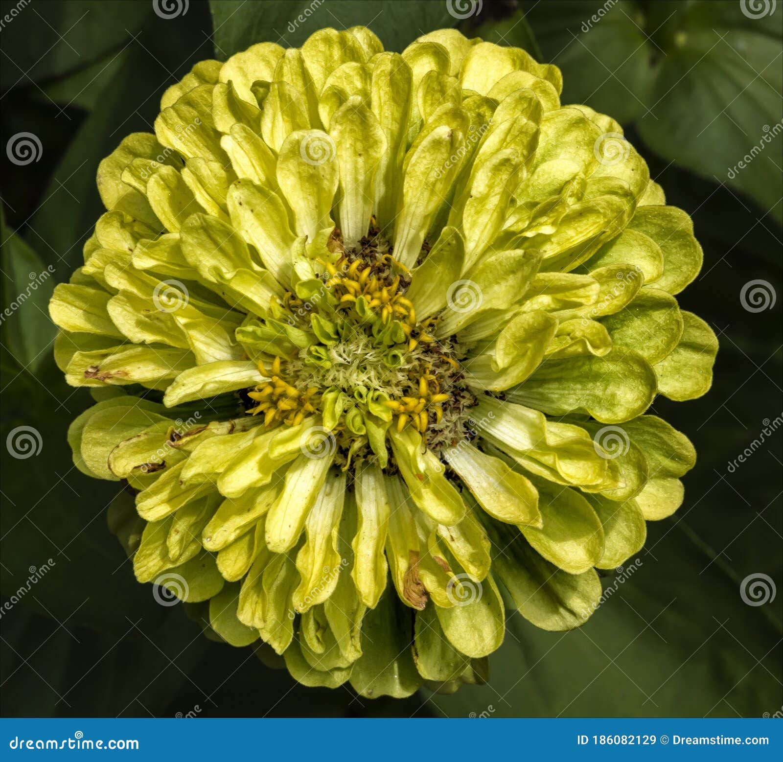 Infinite Flower - Zinnia stock image. Image of life - 186082129