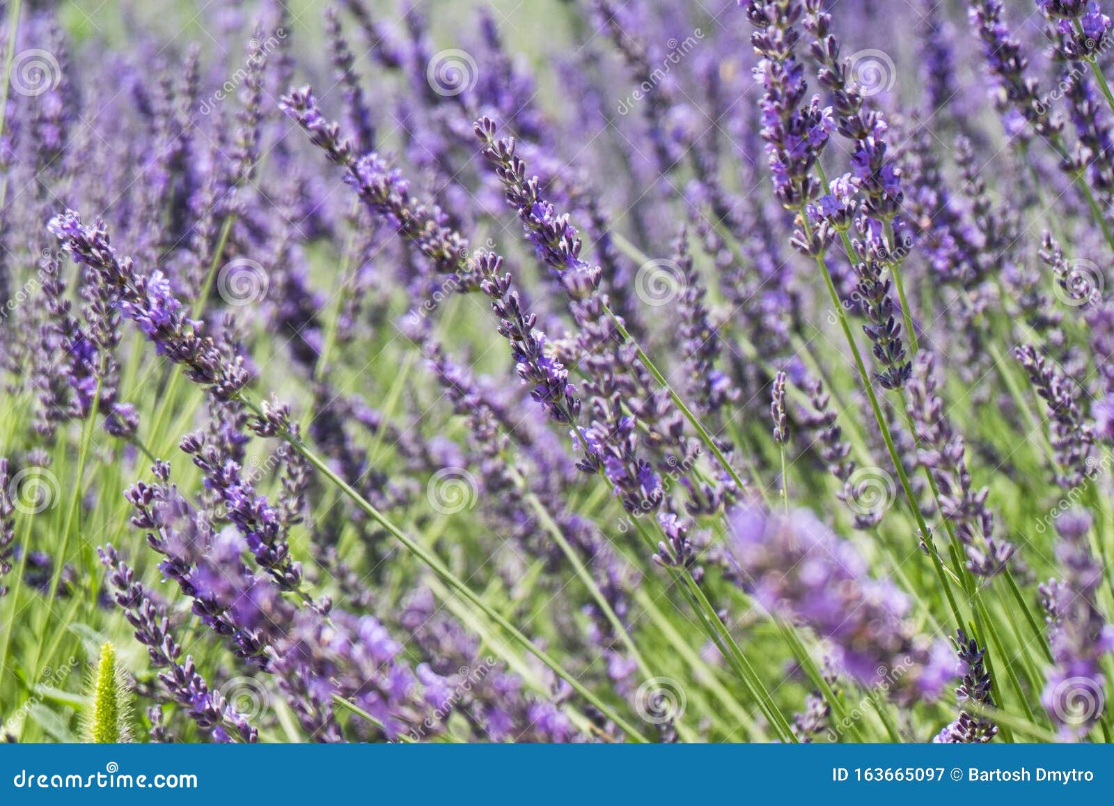 Infinite Lavender Fields, with Purple and Violet Flowers. Closeup Stock ...