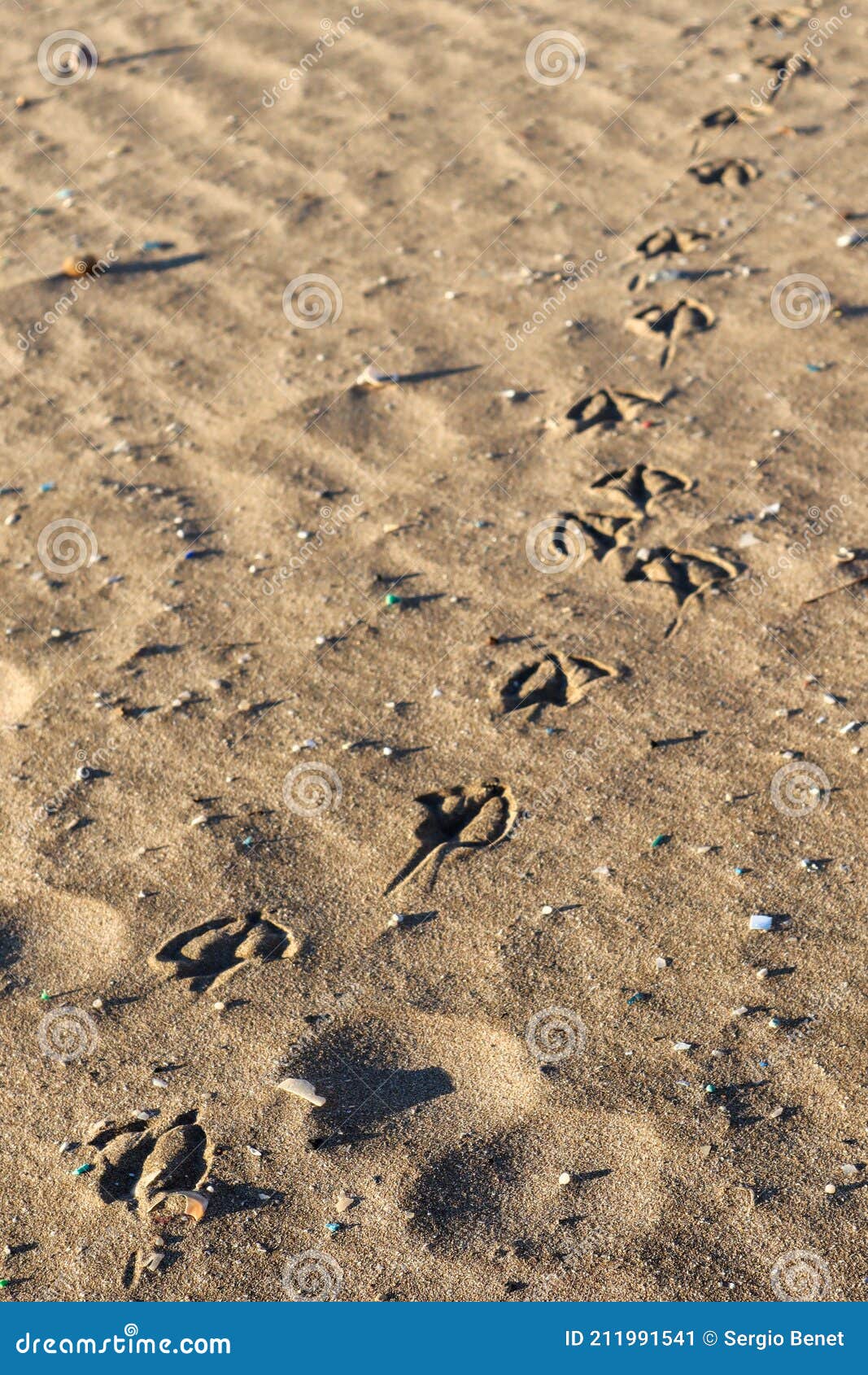 The infinite path stock image. Image of footprints, animal - 211991541