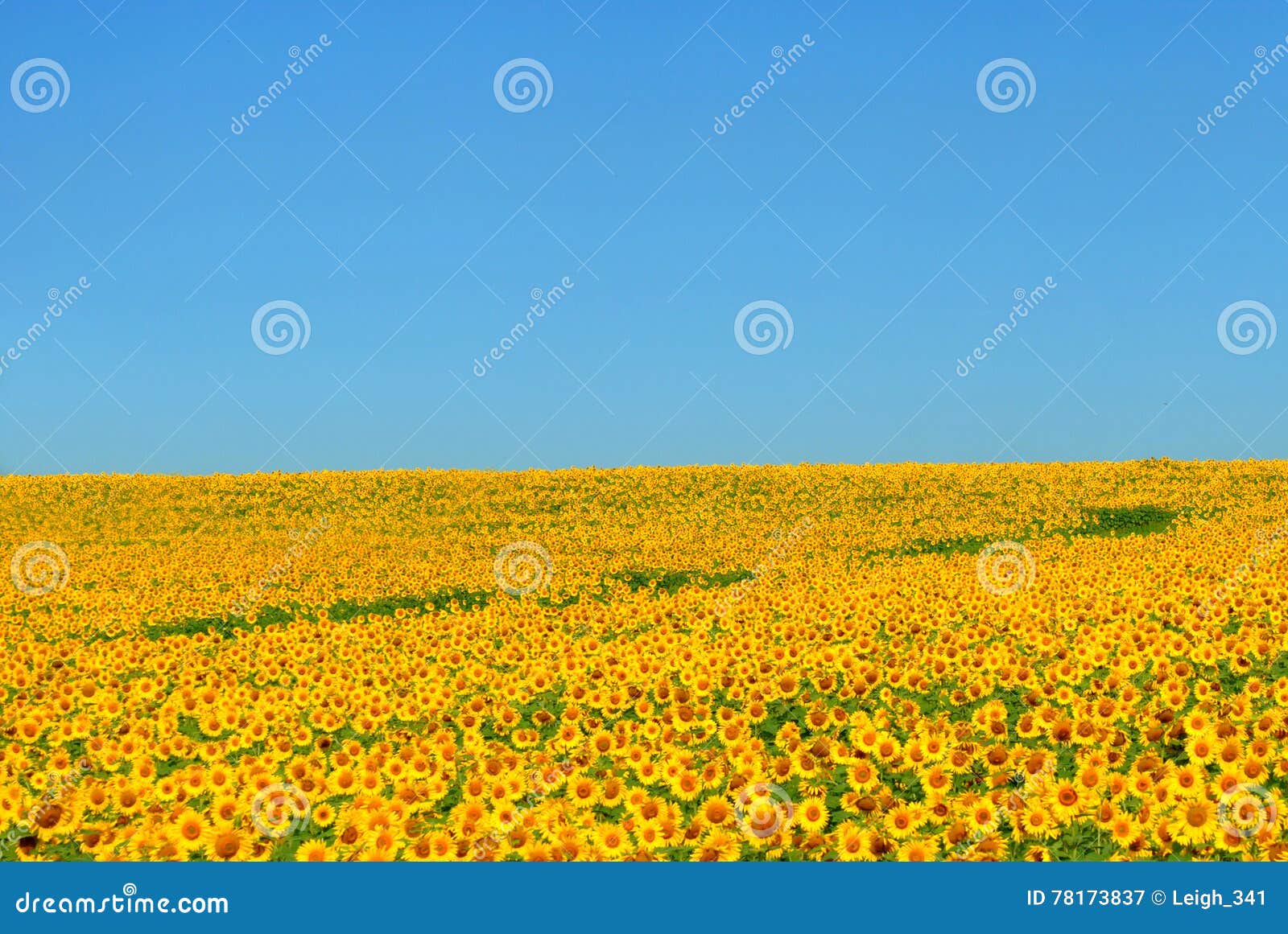Infinite Sunflowers stock image. Image of agriculture - 78173837