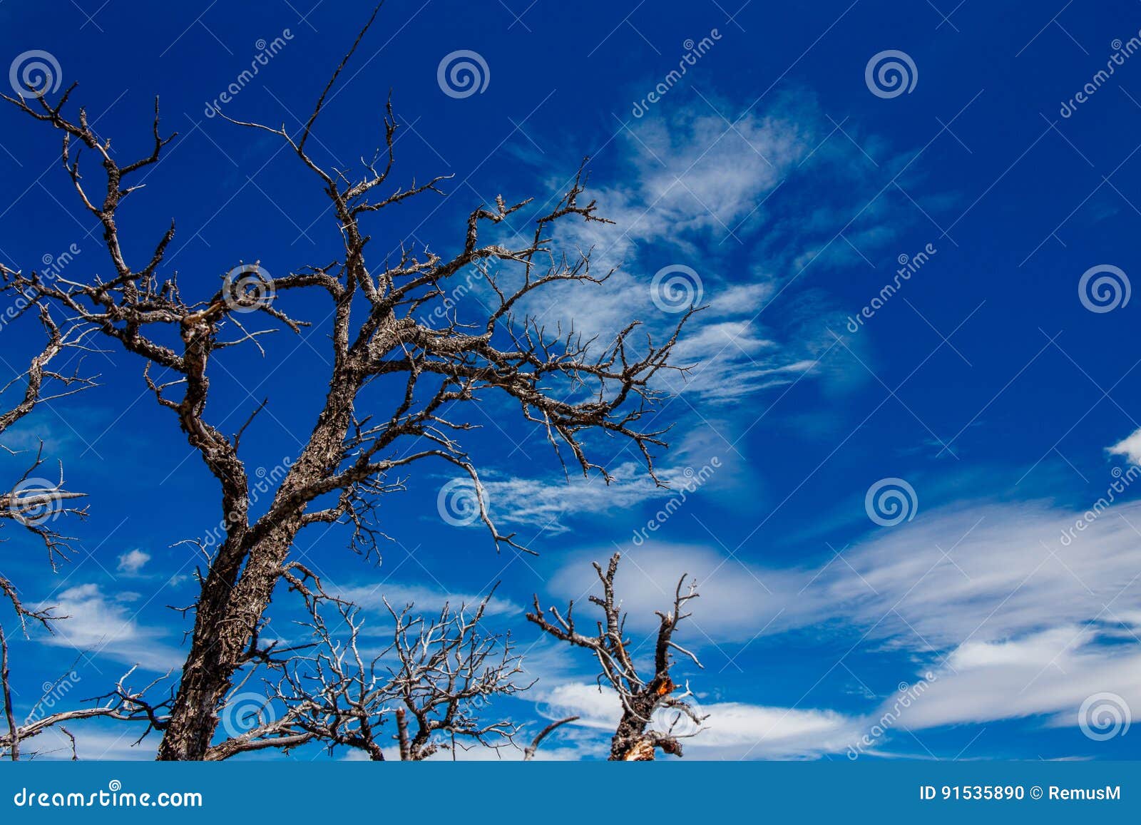 Dramatic Sky & Infinite Tree. Stock Photo - Image of tranquil, trail ...