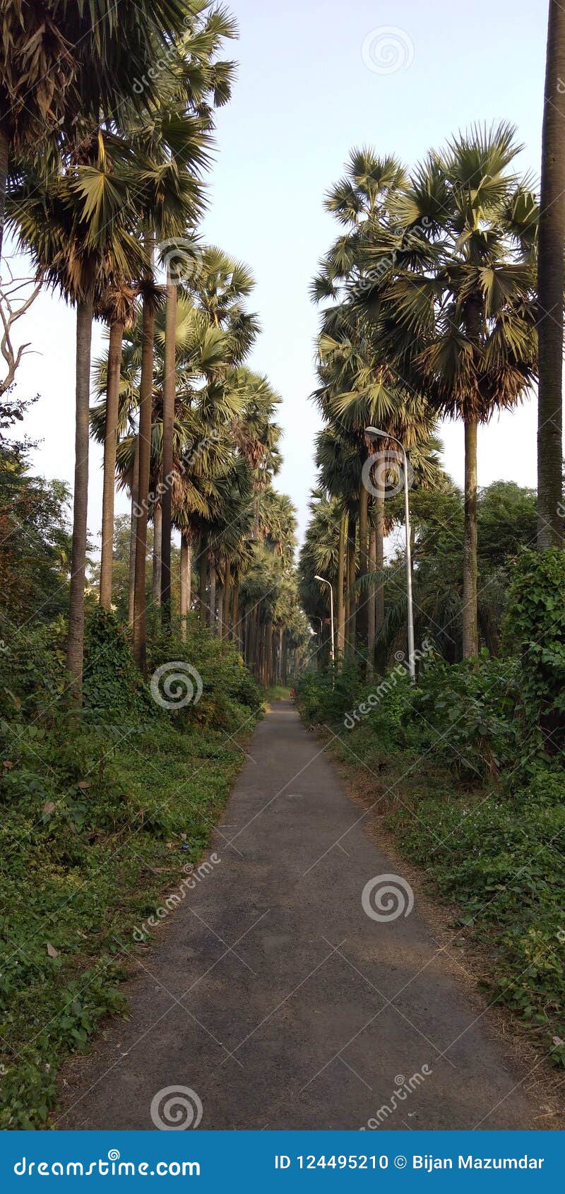 Infinite tree... stock photo. Image of infinite, trees - 124495210