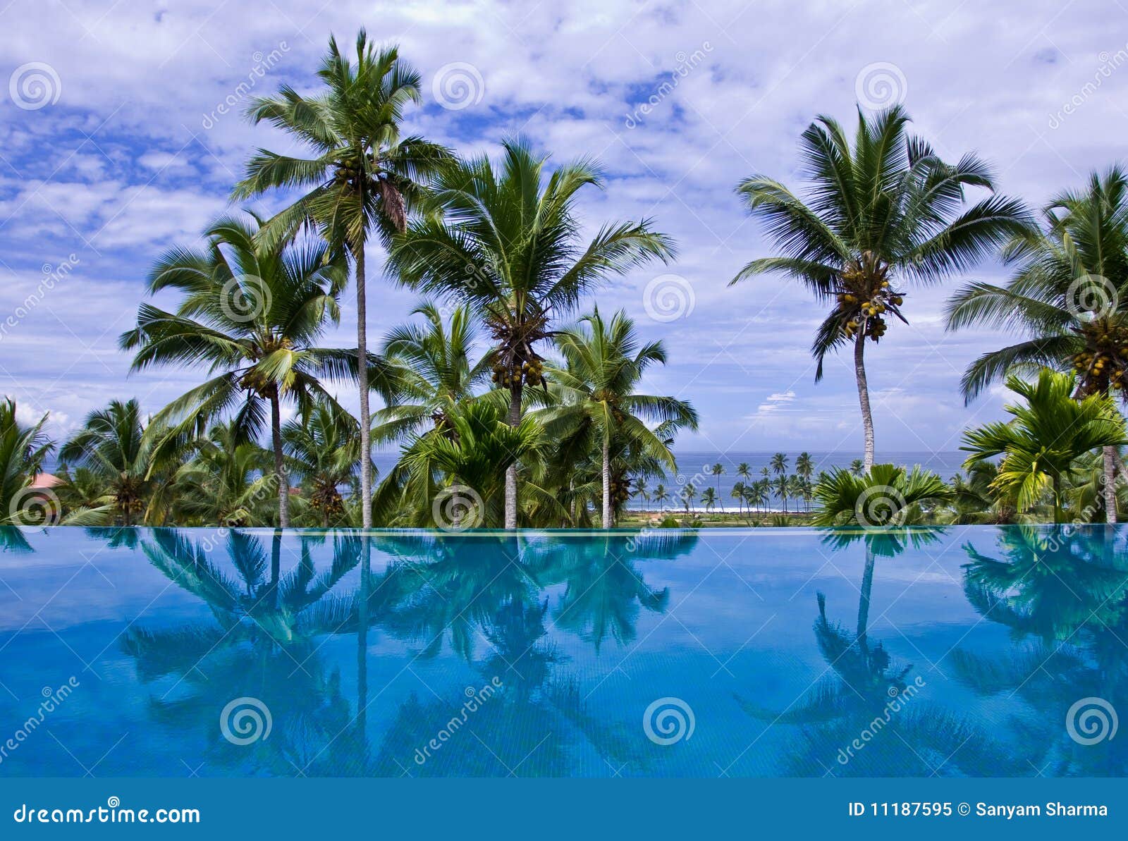 Infinity Pool with Coconut Trees Stock Image - Image of scenery, coast ...
