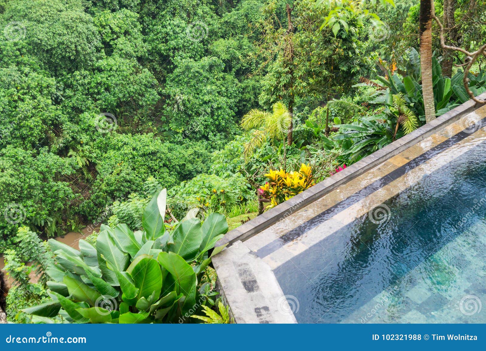 Infinity Pool with Jungle Panorama Stock Photo - Image of carefree ...