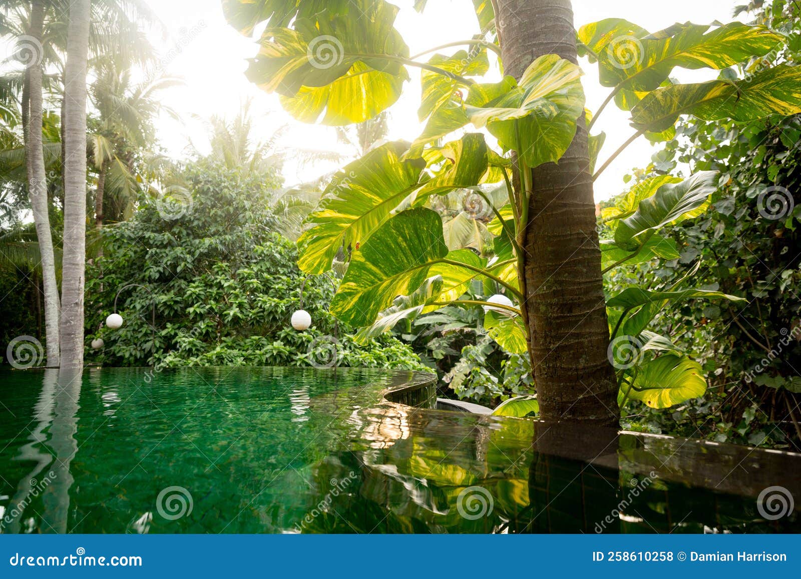 Infinity Pool in a Luxury Hotel in the Jungle of Bali Stock Photo ...
