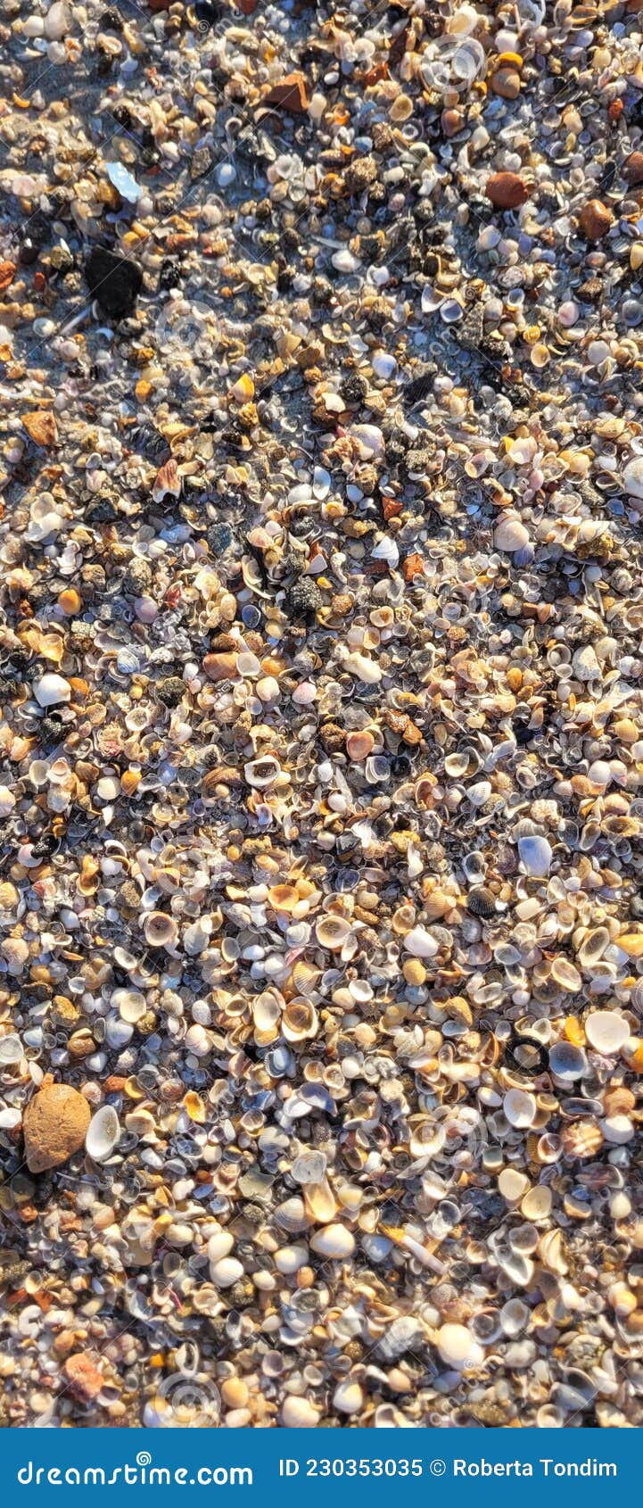 Salt, sea and shells stock image. Image of beach, stonewall - 230353035