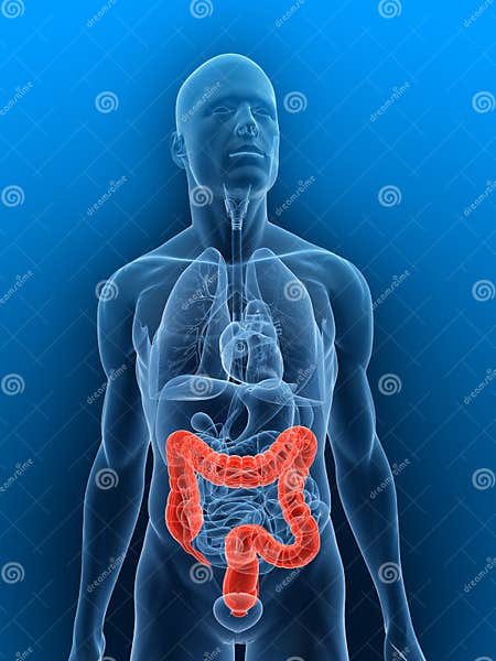 Inflamed colon stock illustration. Illustration of organic - 10245789