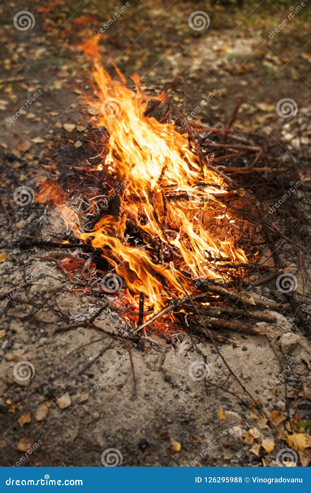 Inflaming the Fire. Fire. the Fire in the Forest. Burning Branches ...