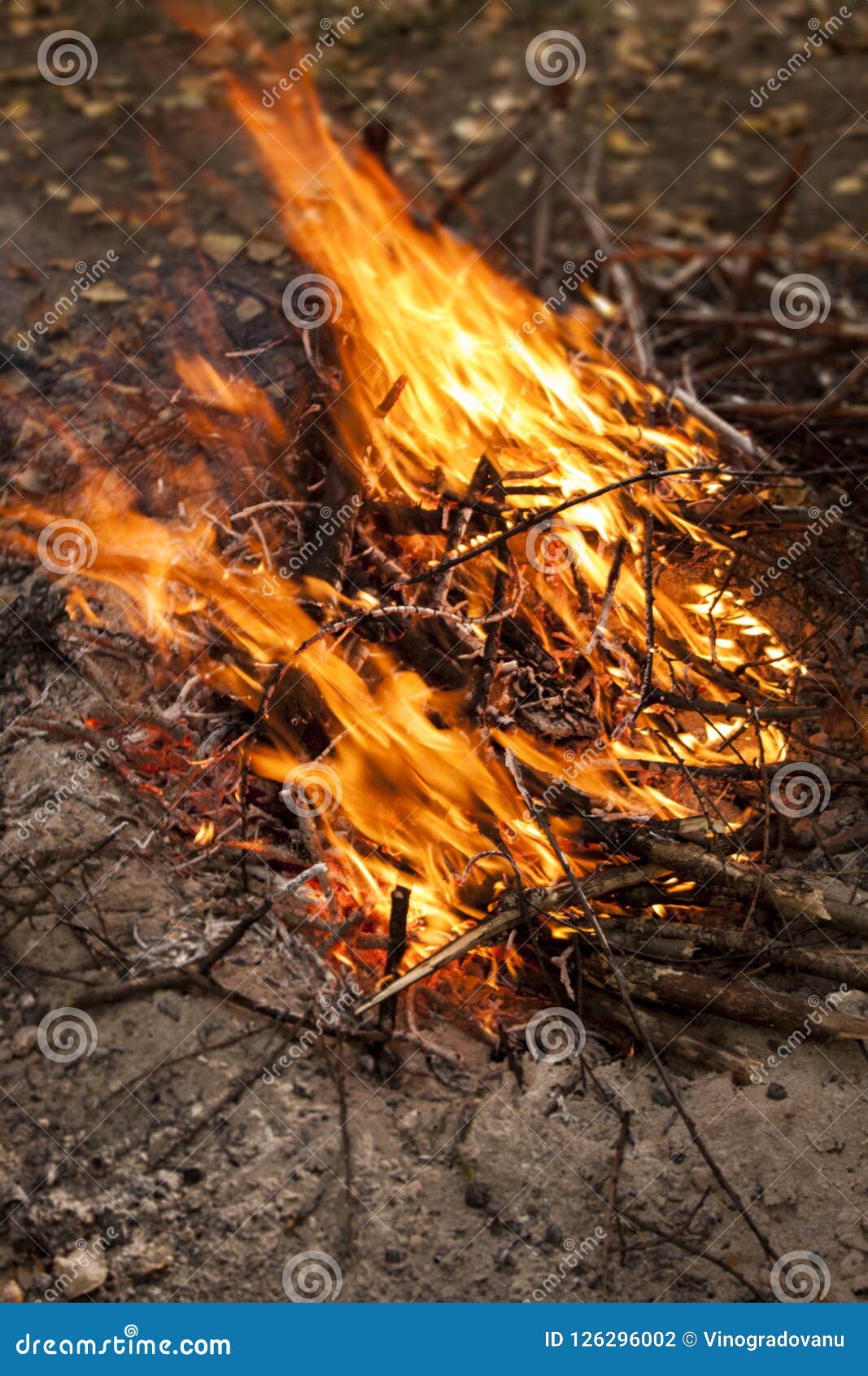 Inflaming the Fire. Fire. the Fire in the Forest. Burning Branches ...