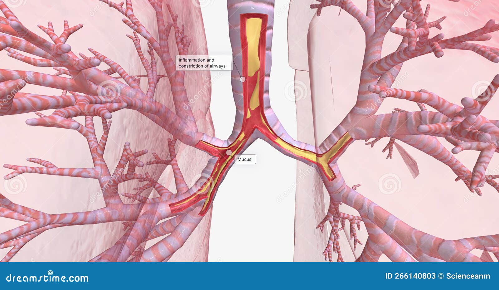 Lung Capacity. Lung Volume Of Air In The Lungs At Different Phases ...