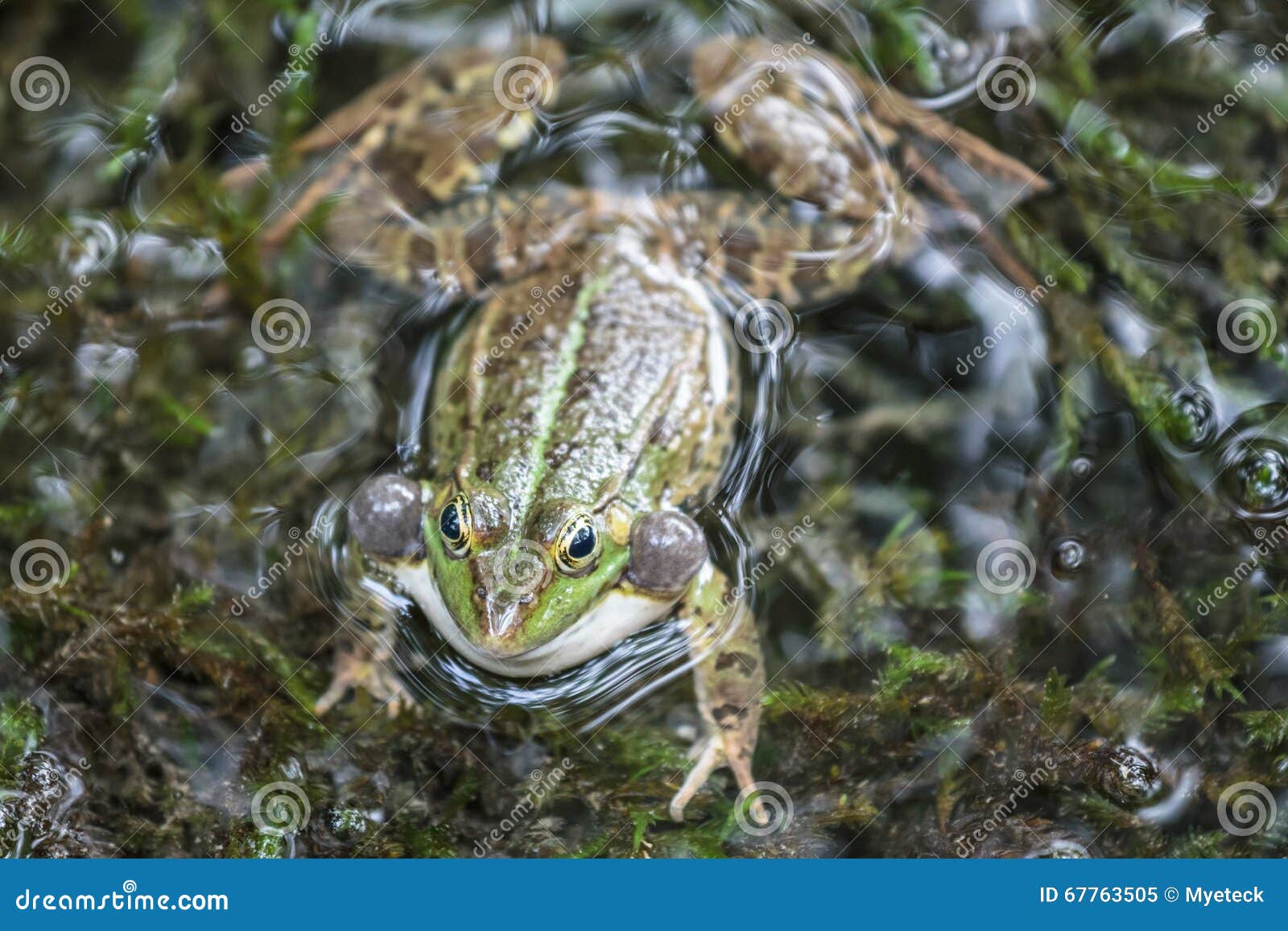 Inflated frog stock image. Image of close, beauty, frog - 67763505