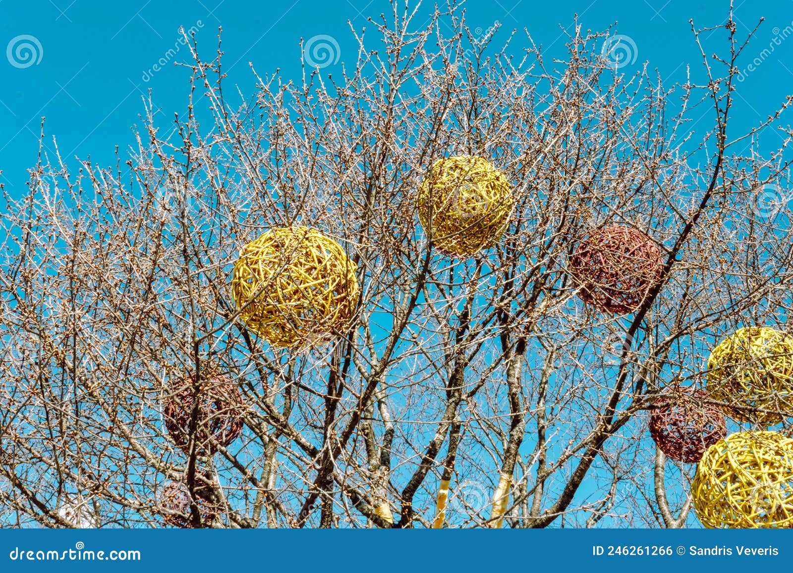 Inflated White Rubber Ball Stuck in the Tree High Up in between ...