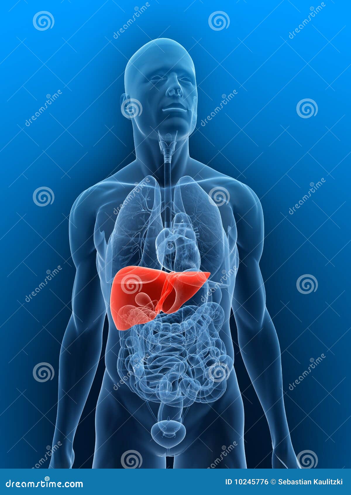 Liver Anatomy Set. Hepatic System Organ Lobule And Hepatocyte Vector ...
