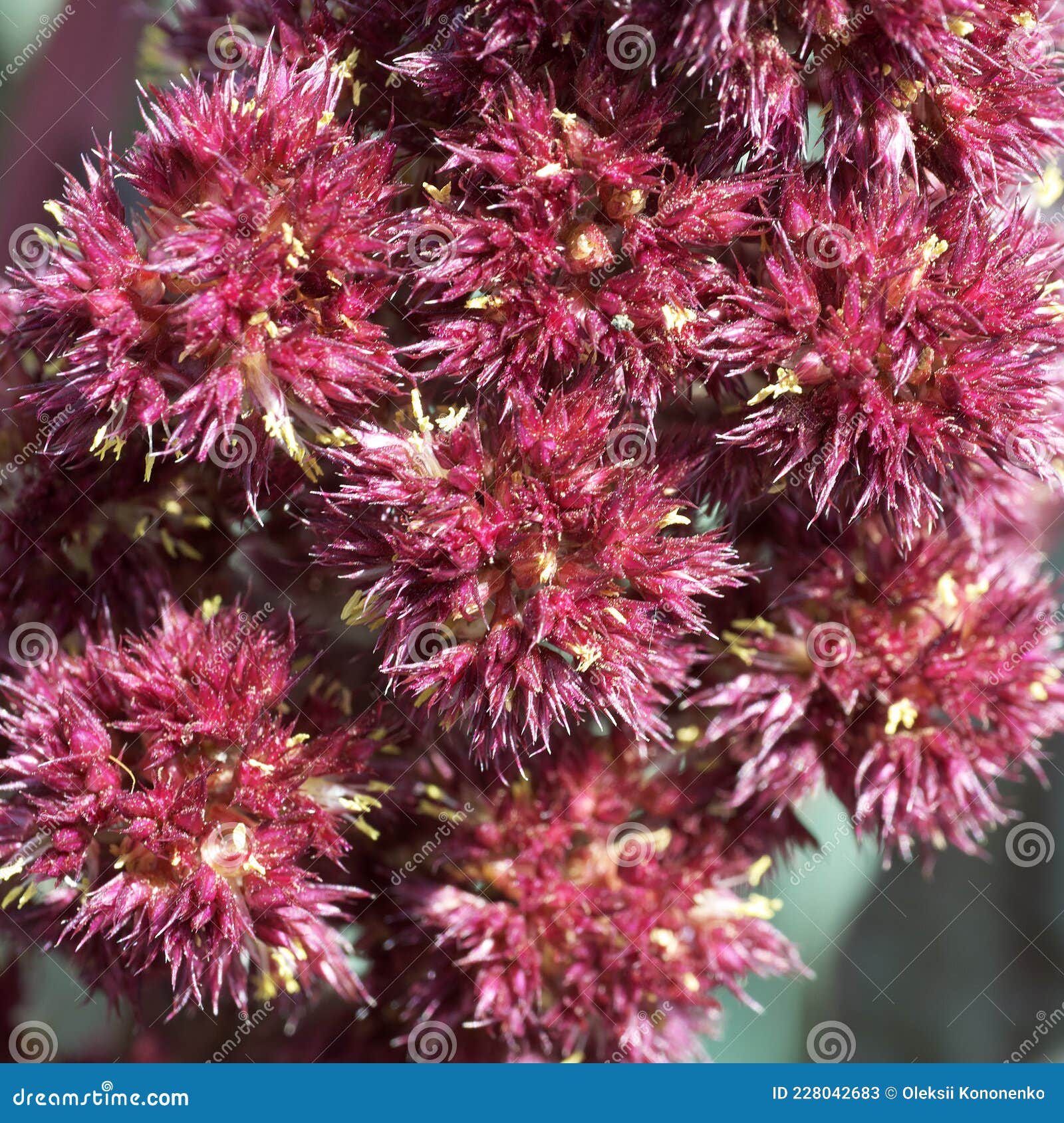 Inflorescence of Amaranth Plant, Full Frame. Macro Image of Crimson ...