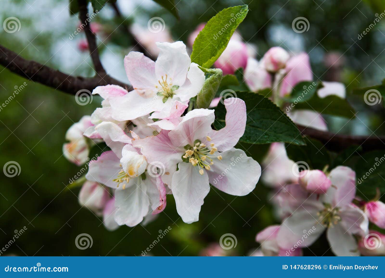 Inflorescence of an apple stock photo. Image of wood - 147628296
