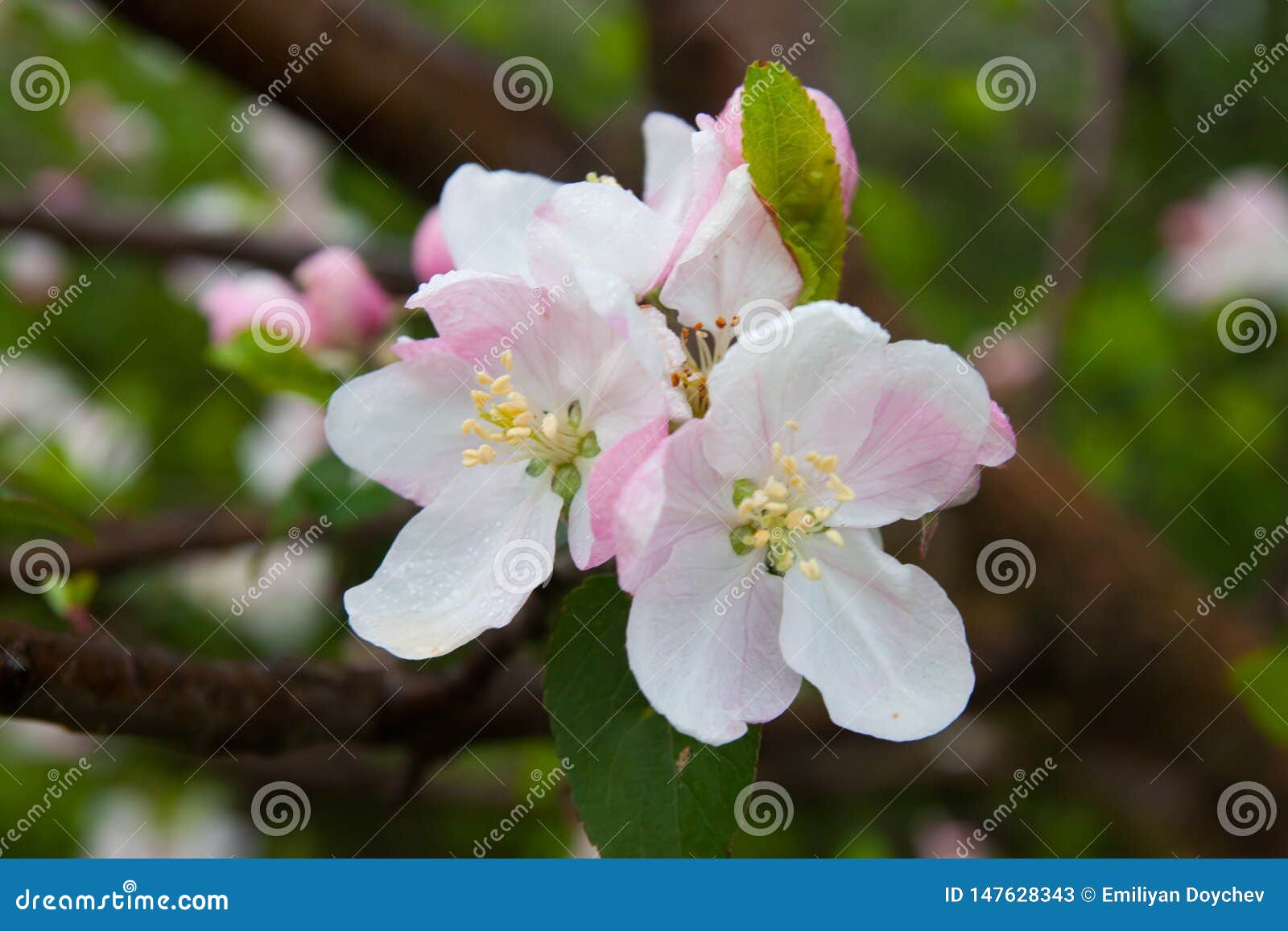 Inflorescence of an apple stock image. Image of beautiful - 147628343