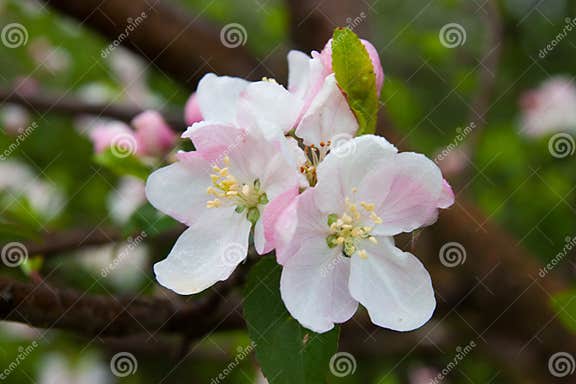 Inflorescence of an apple stock image. Image of beautiful - 147628343