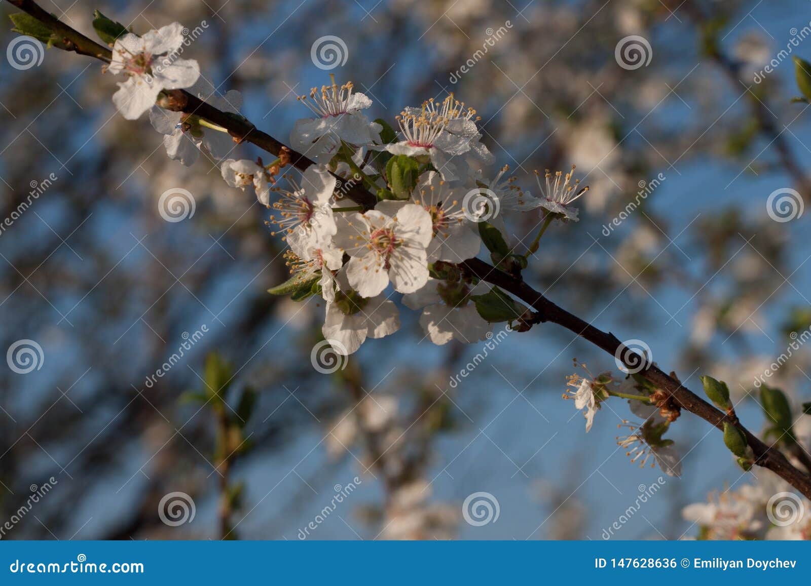 Inflorescence of an apple stock photo. Image of beautiful - 147628636