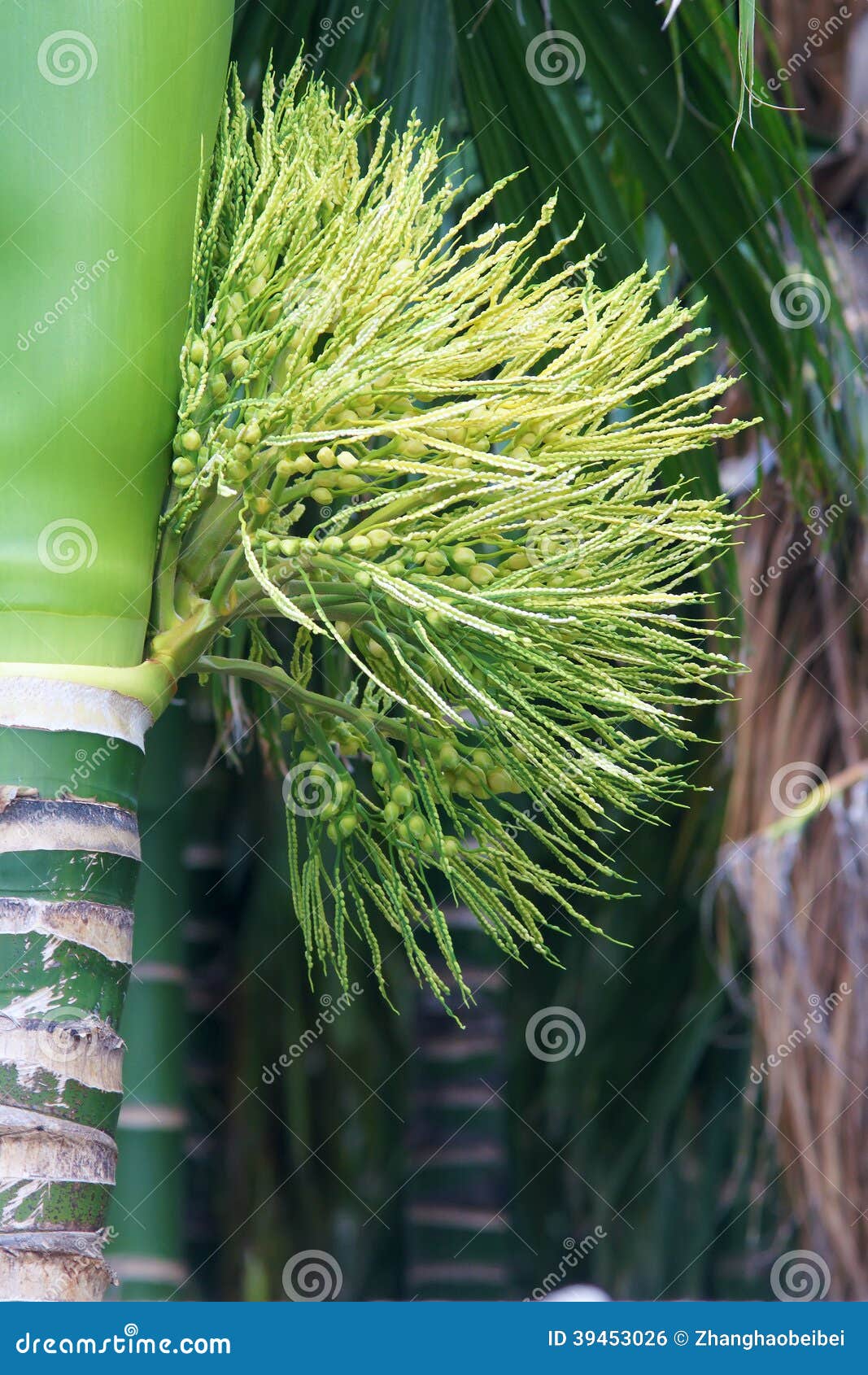 Inflorescence of areca stock photo. Image of blooming - 39453026