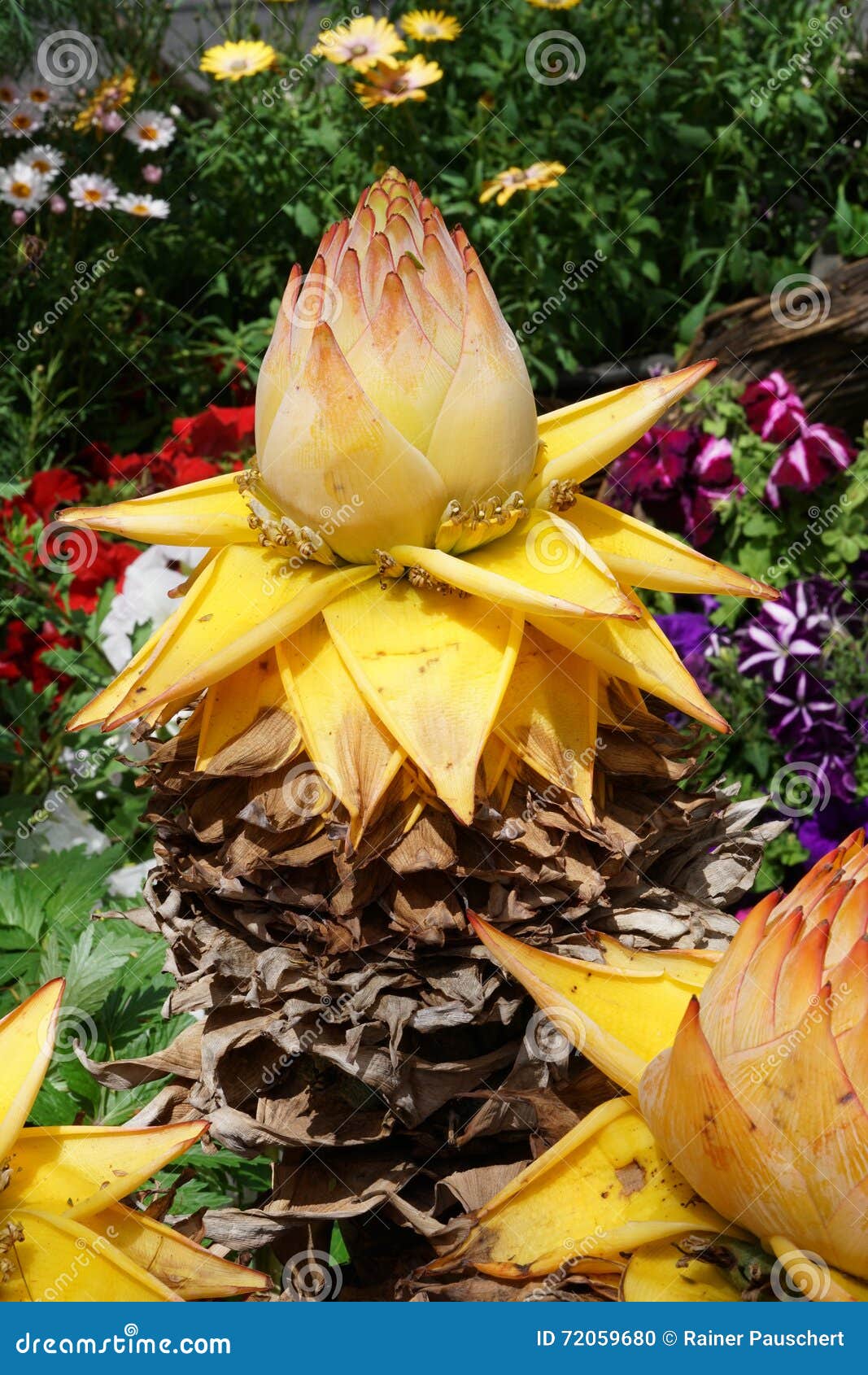 Inflorescence of a banana stock photo. Image of banana - 72059680