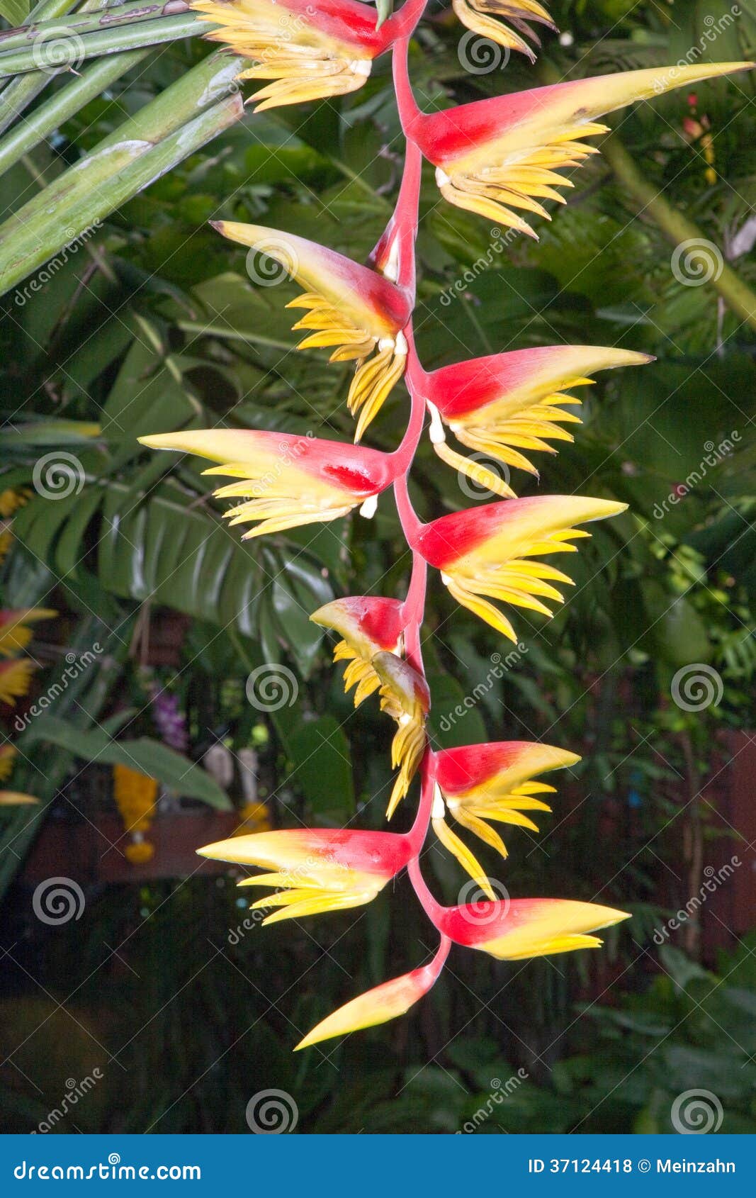 Inflorescence of a Banana Tree Stock Photo - Image of flora, eating ...