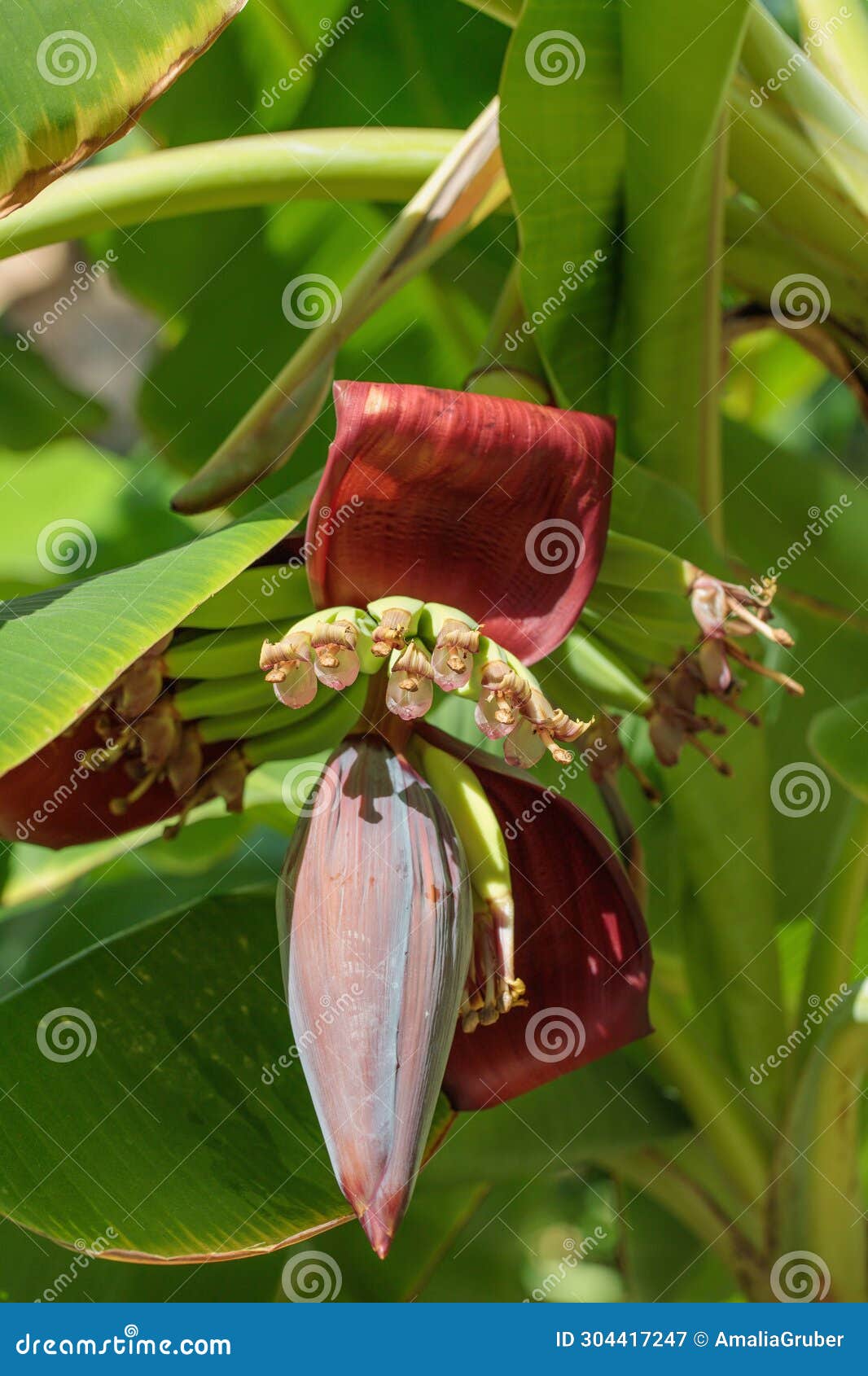 Inflorescence of a Banana Tree (Genus Musa). Stock Image - Image of ...