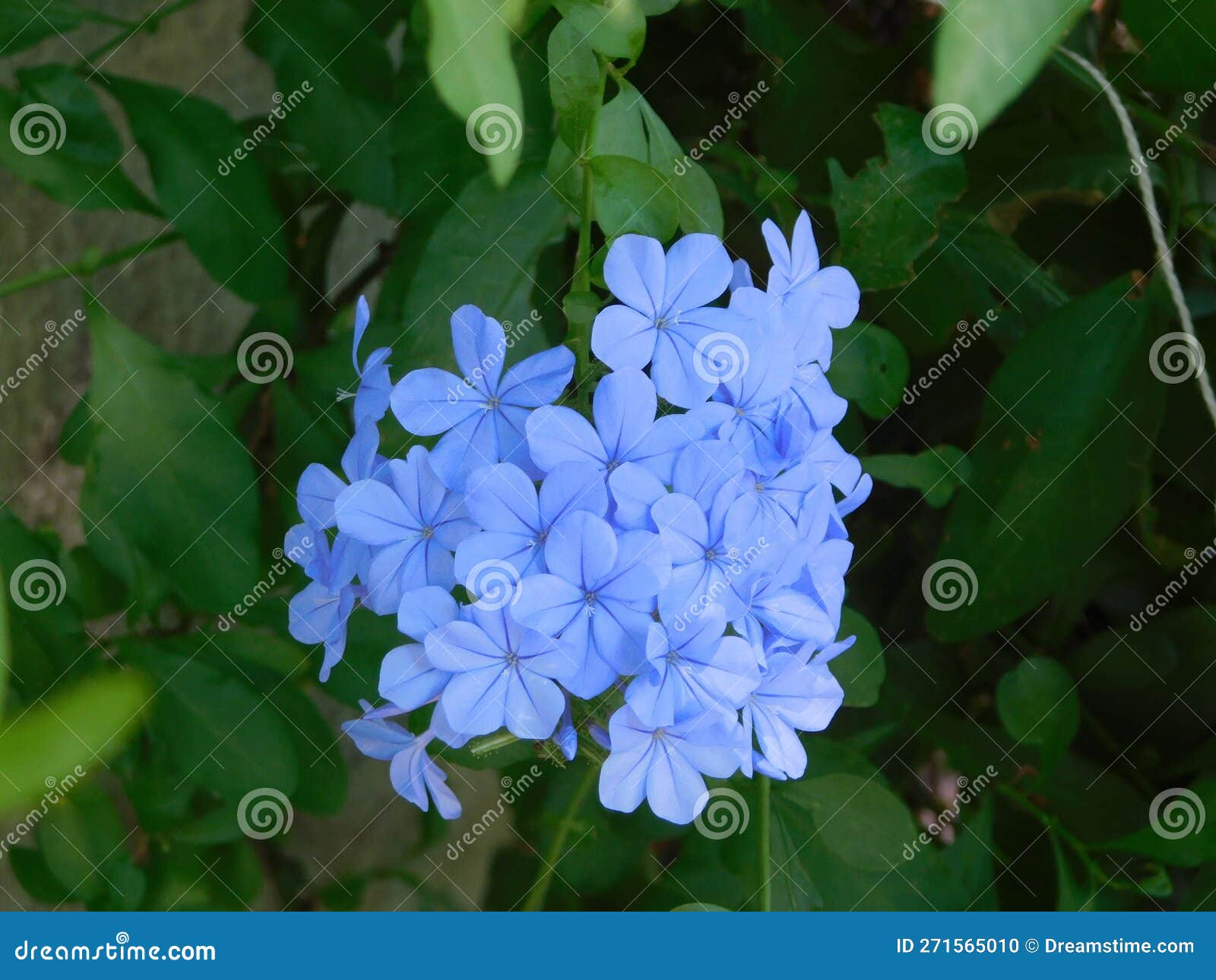 Inflorescence of Blue Flowers on Light Green Foliage Stock Photo ...