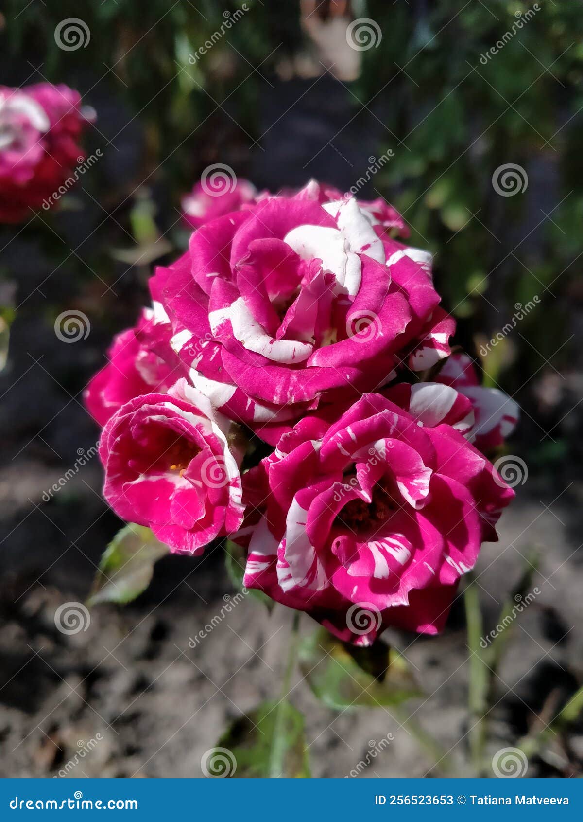 Inflorescence of Pink and White Roses Stock Image - Image of peony ...
