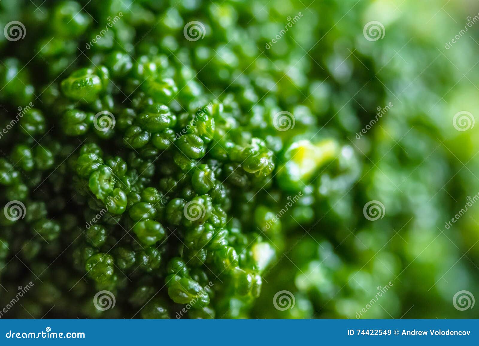 Inflorescence Broccoli Macro Stock Image - Image of broccoli, flower ...