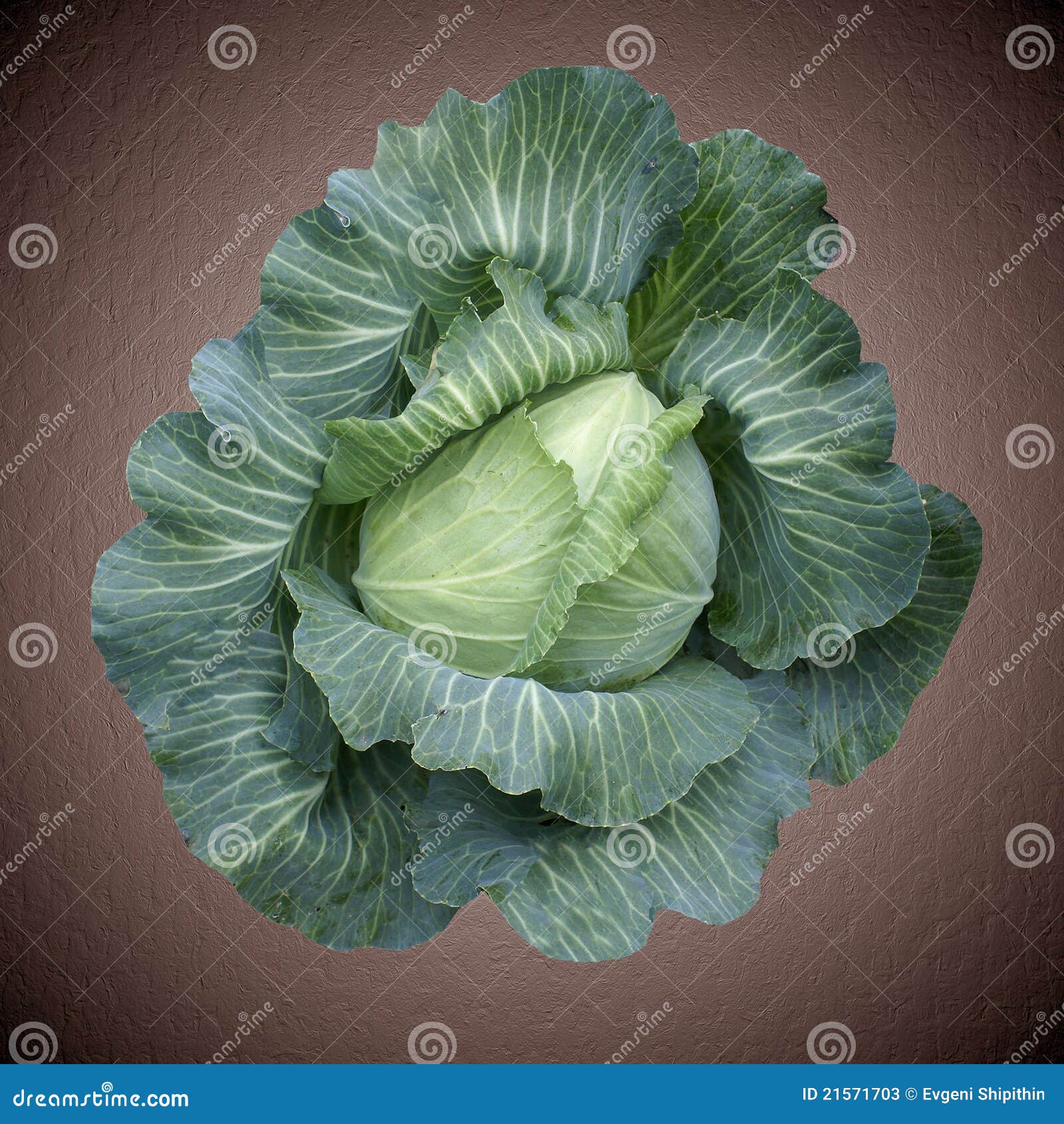 Inflorescence of cabbage. stock image. Image of season - 21571703