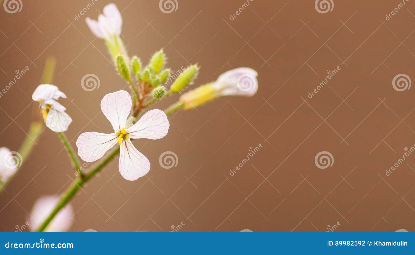 Inflorescence of Cabbage Macro. Stock Photo - Image of gardening ...