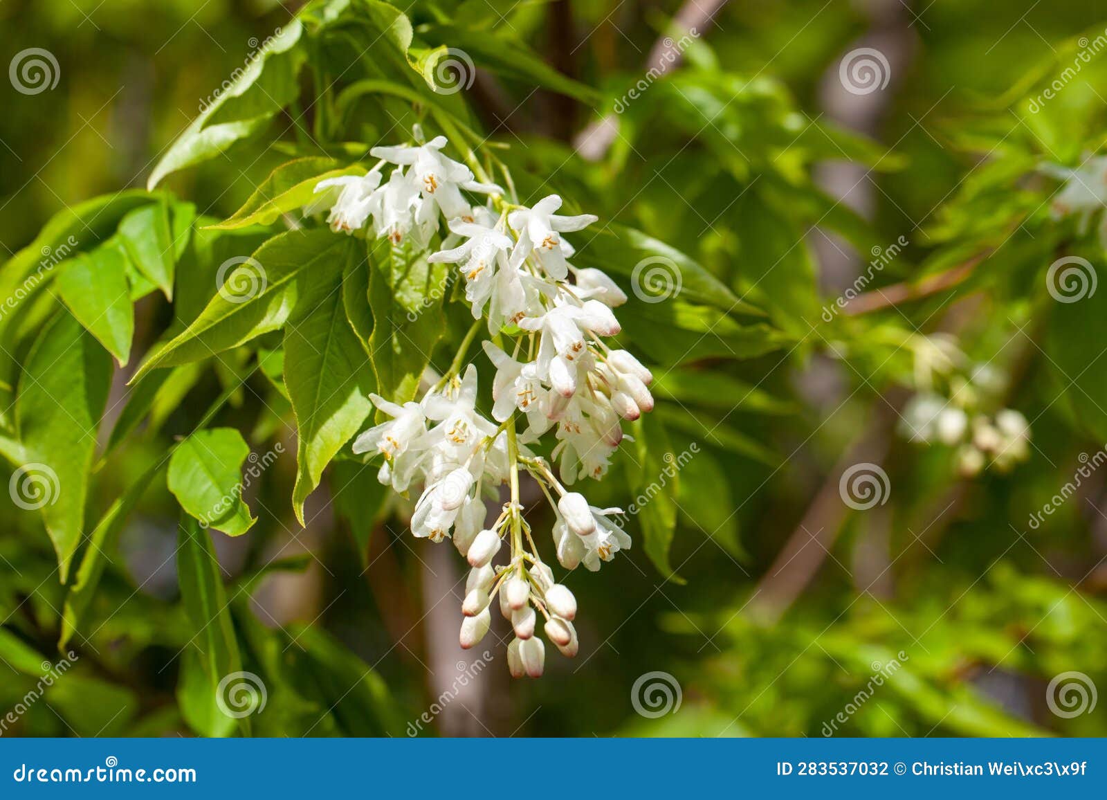 Inflorescence of a Caucasian Bladdernut, Staphylea Colchica Stock Photo ...