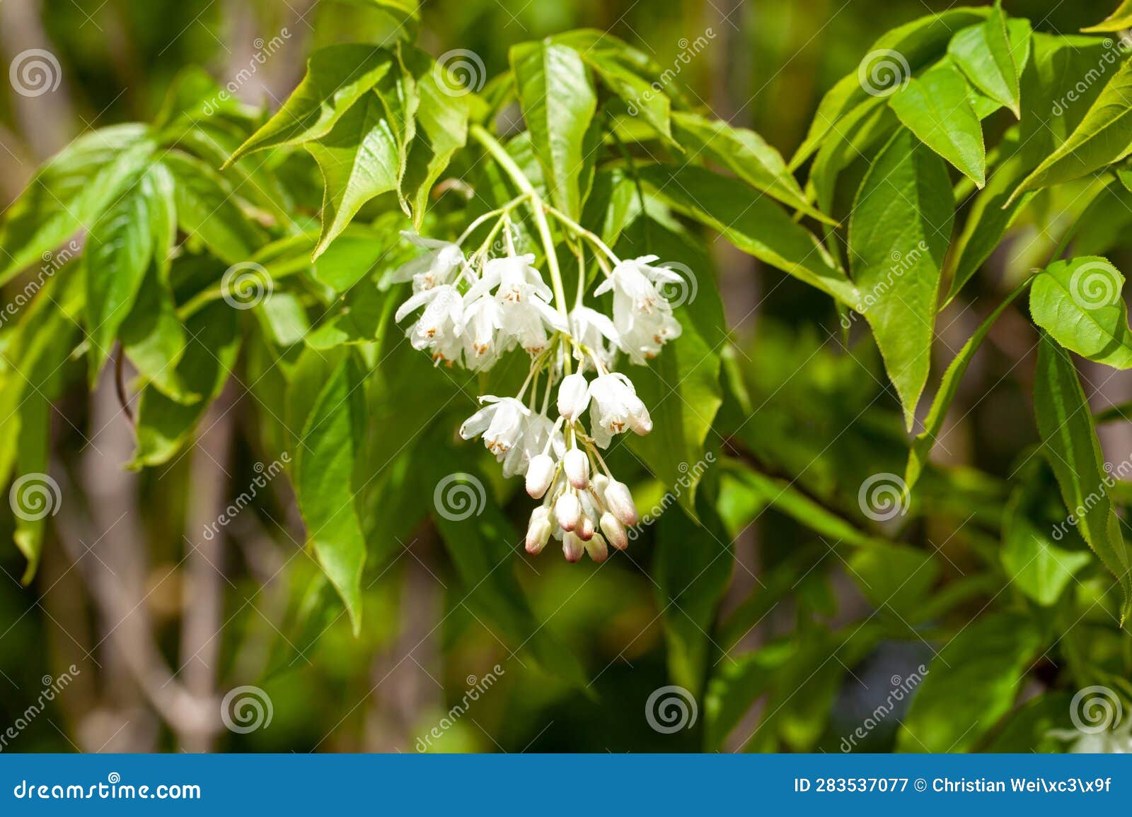Inflorescence of a Caucasian Bladdernut, Staphylea Colchica Stock Image - Image of green ...