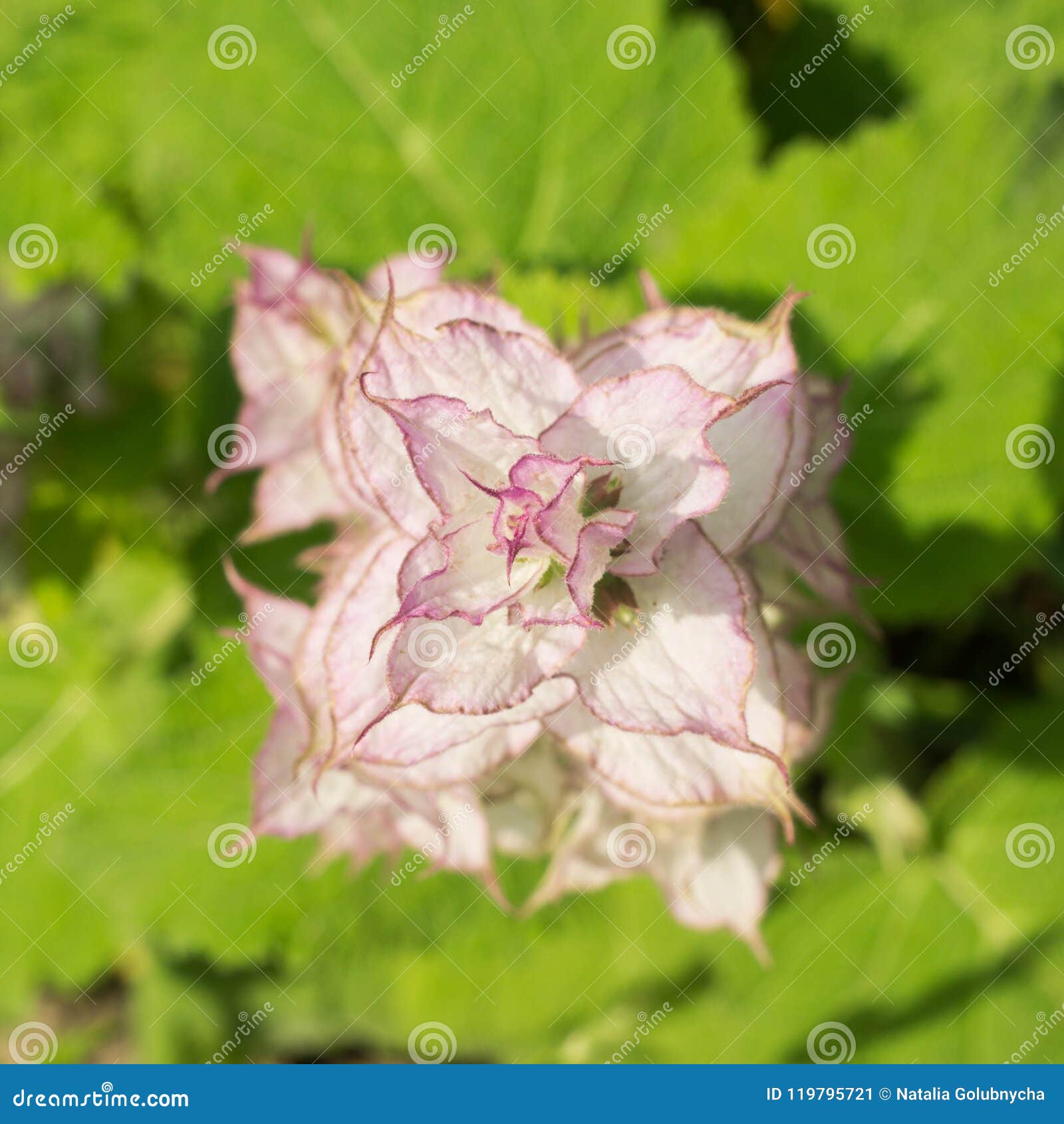Inflorescence of Clary Sage Stock Image - Image of clary, plant: 119795721