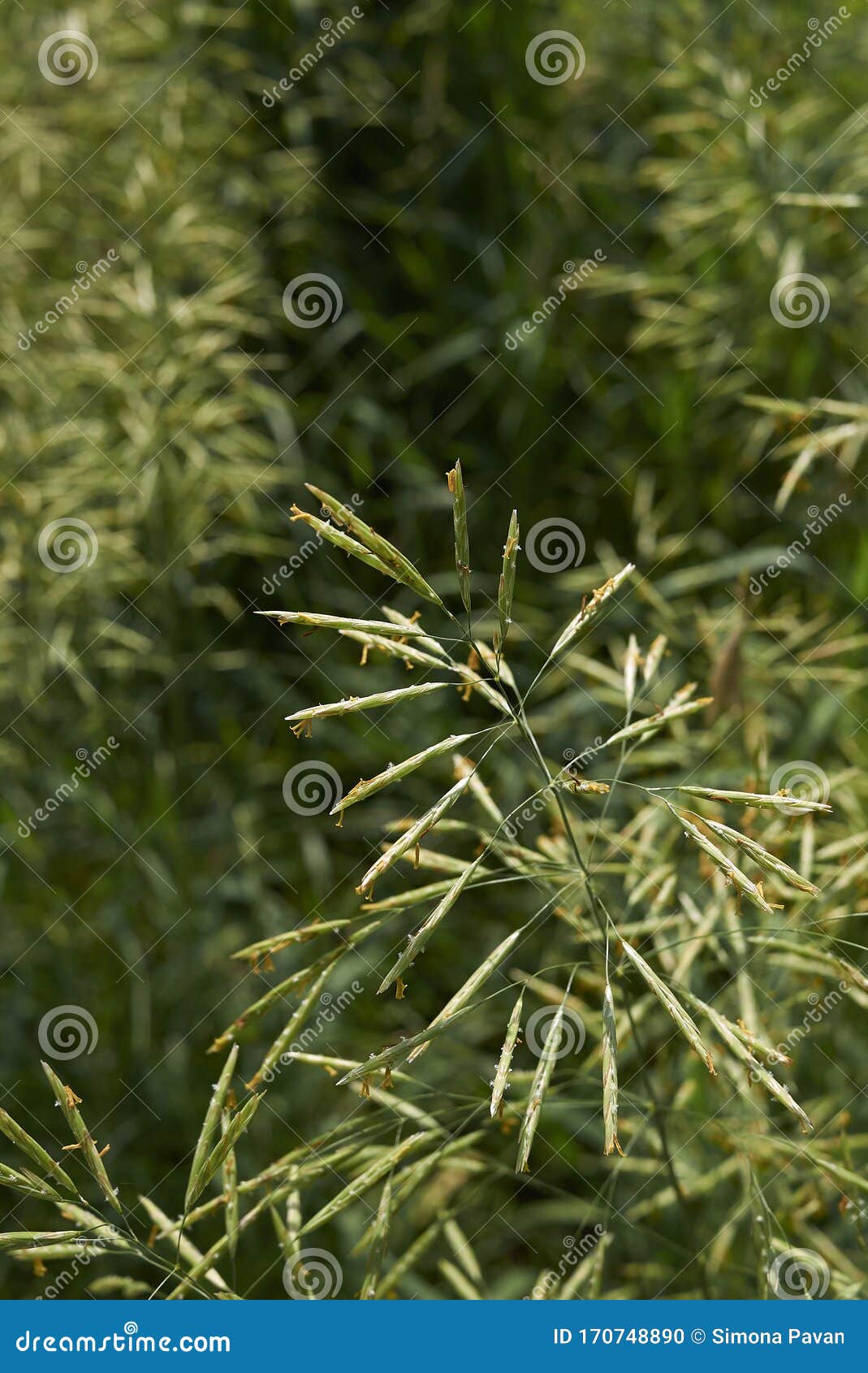 Inflorescence Close Up of Bromus Inermis Stock Photo - Image of natural ...