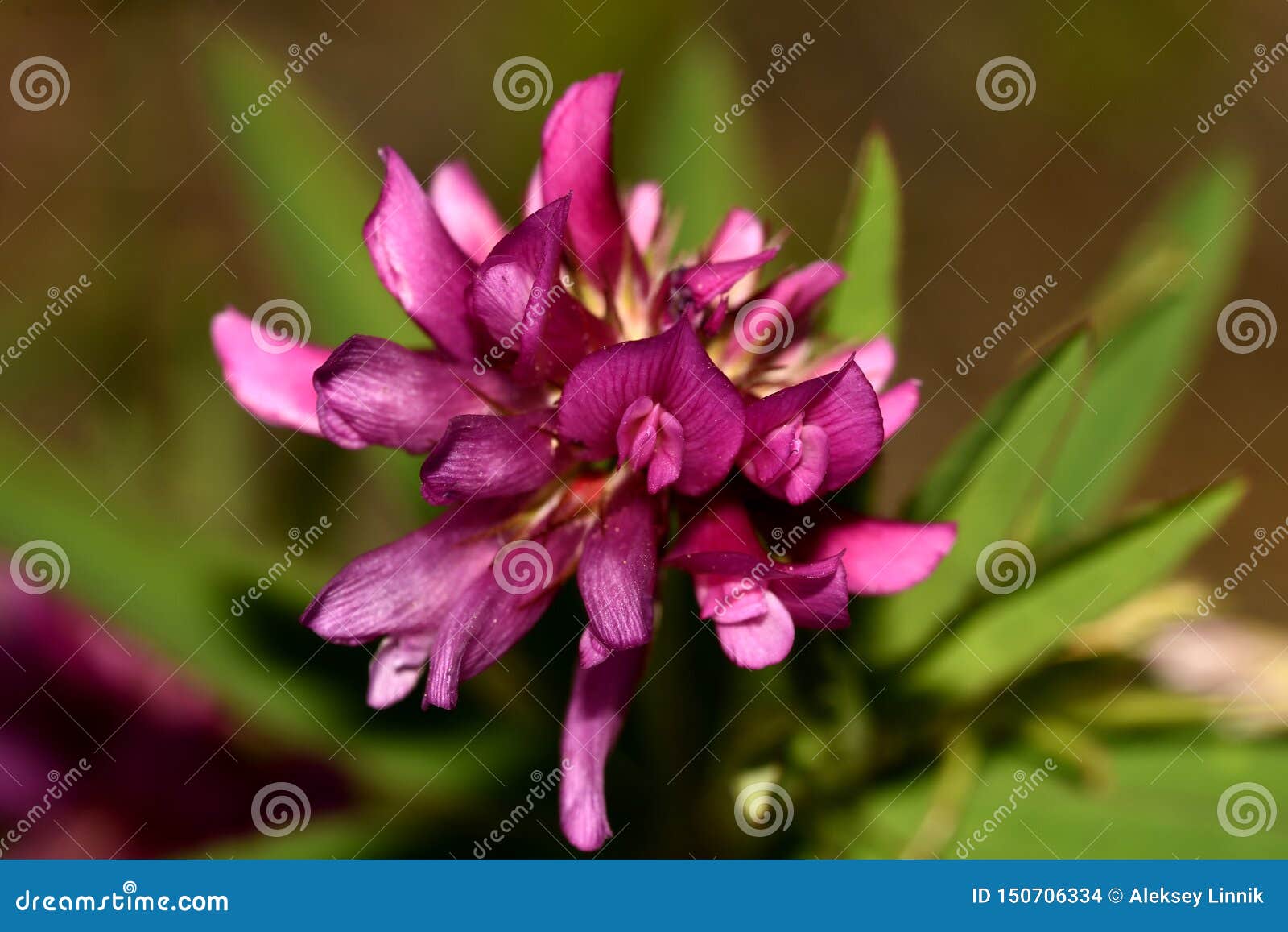 The Inflorescence of the Common Clover in the Meadow Stock Photo ...