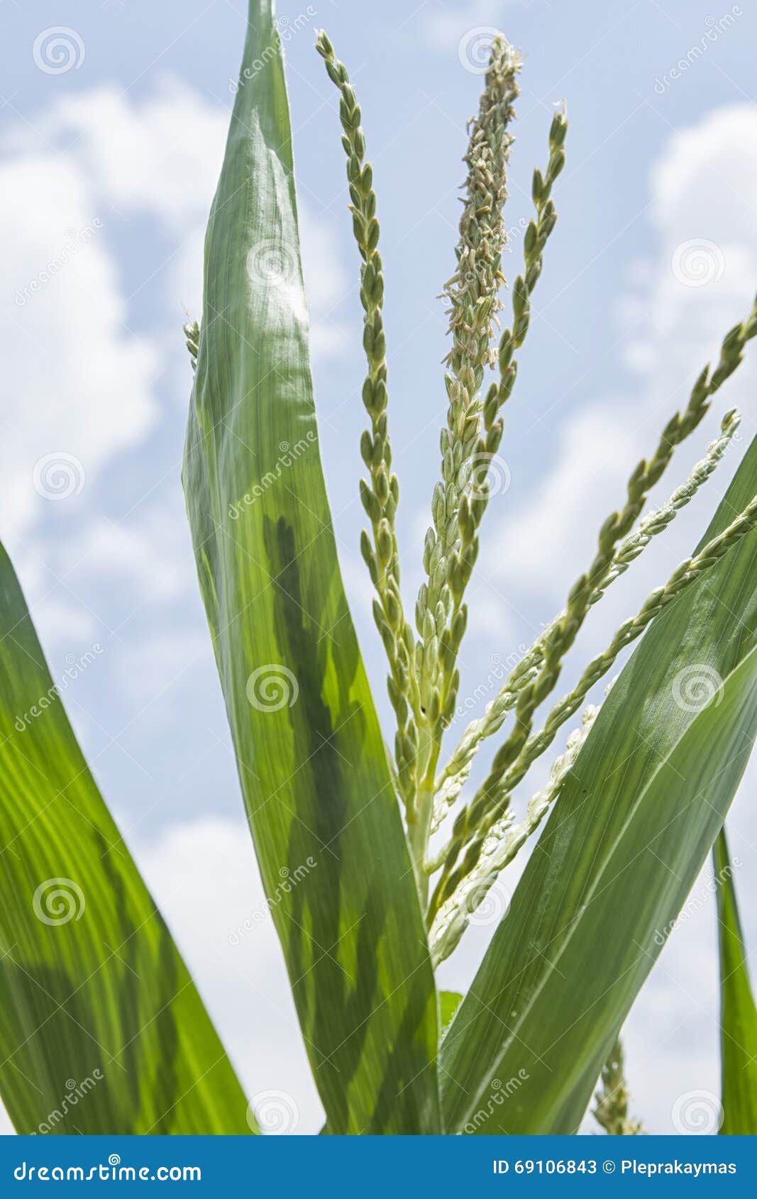 Inflorescence at Corn Plantation Stock Image - Image of animal ...