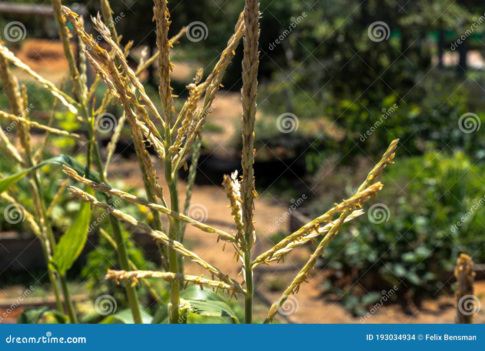 Inflorescence at Corn Plantation Stock Photo - Image of inflorescence ...