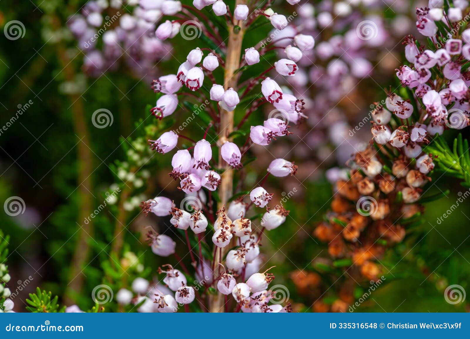 Inflorescence of Cornish Heath, Erica Vagans Stock Photo - Image of ...