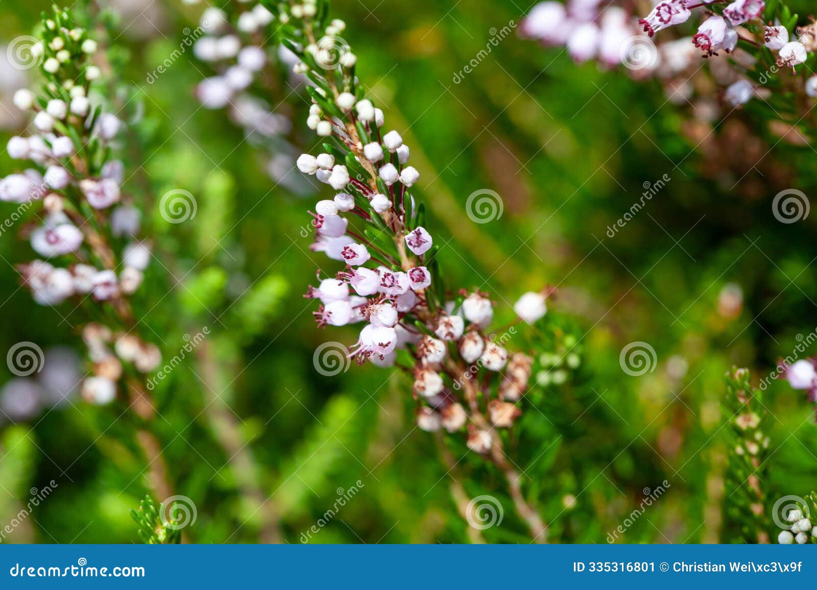 Inflorescence of Cornish Heath, Erica Vagans Stock Image - Image of ...