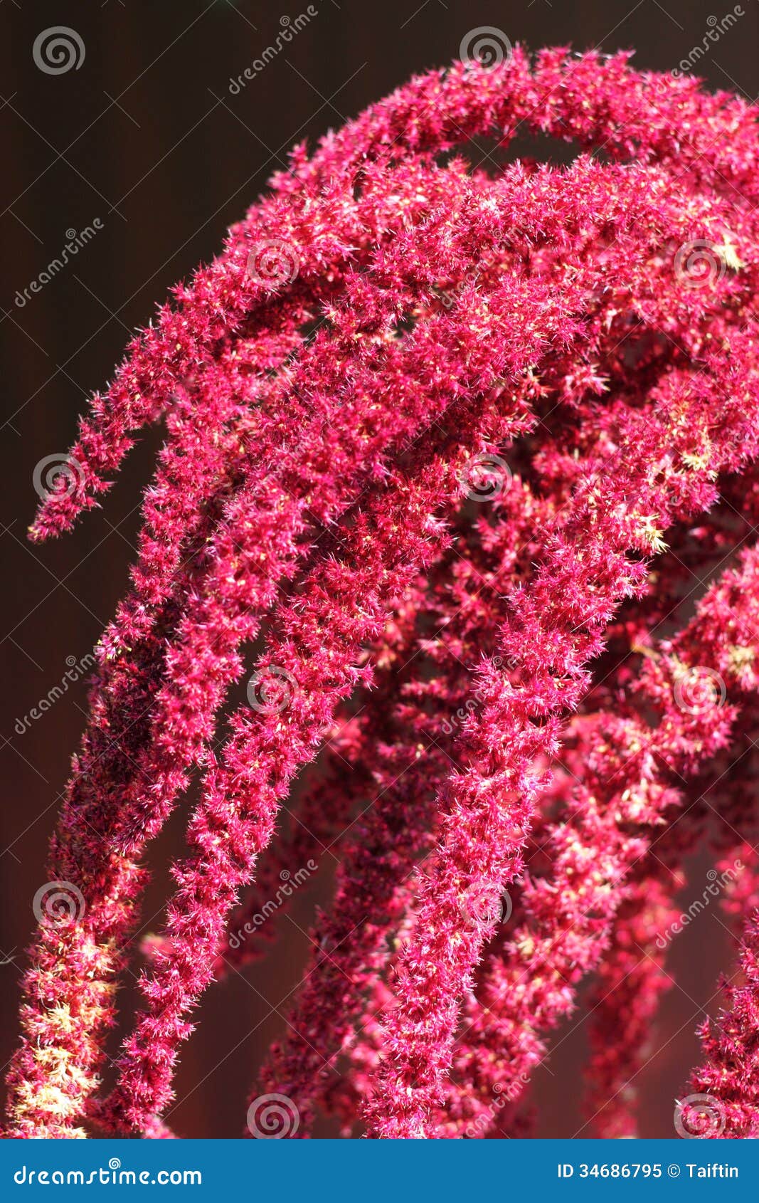Inflorescence D'amaranthe Rouge Image stock - Image du couleur, feuillage: 34686795